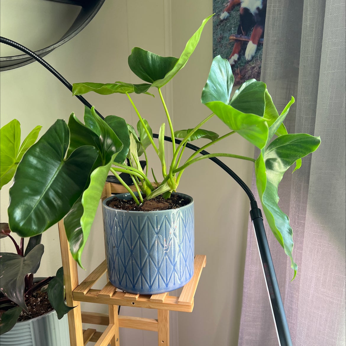 Best Soil for Philodendron Burle Marx