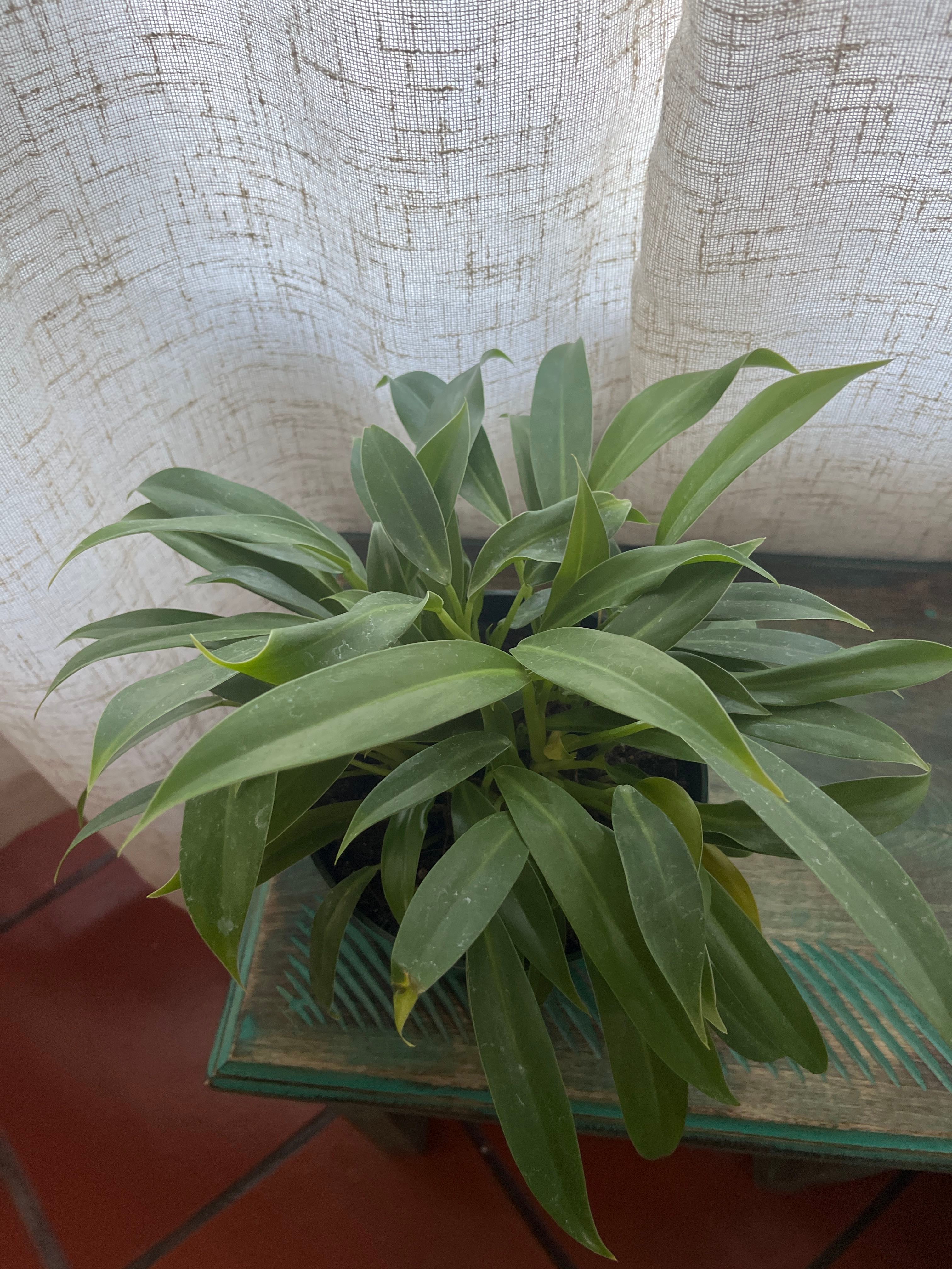 Philodendron 'Green Fat Boy': How Much Water & Light Does it Need to ...