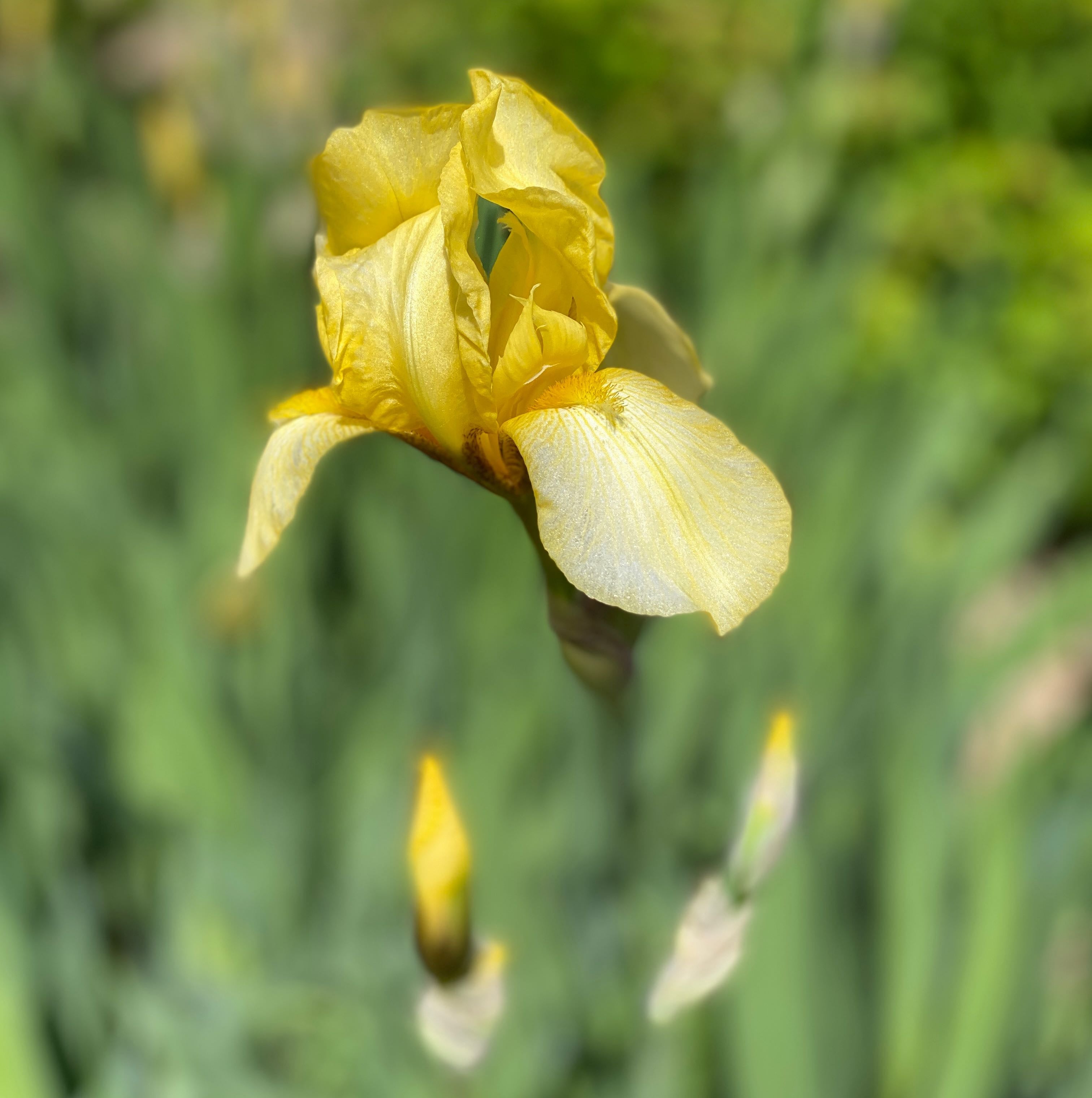 How to Propagate Your Yellow Iris