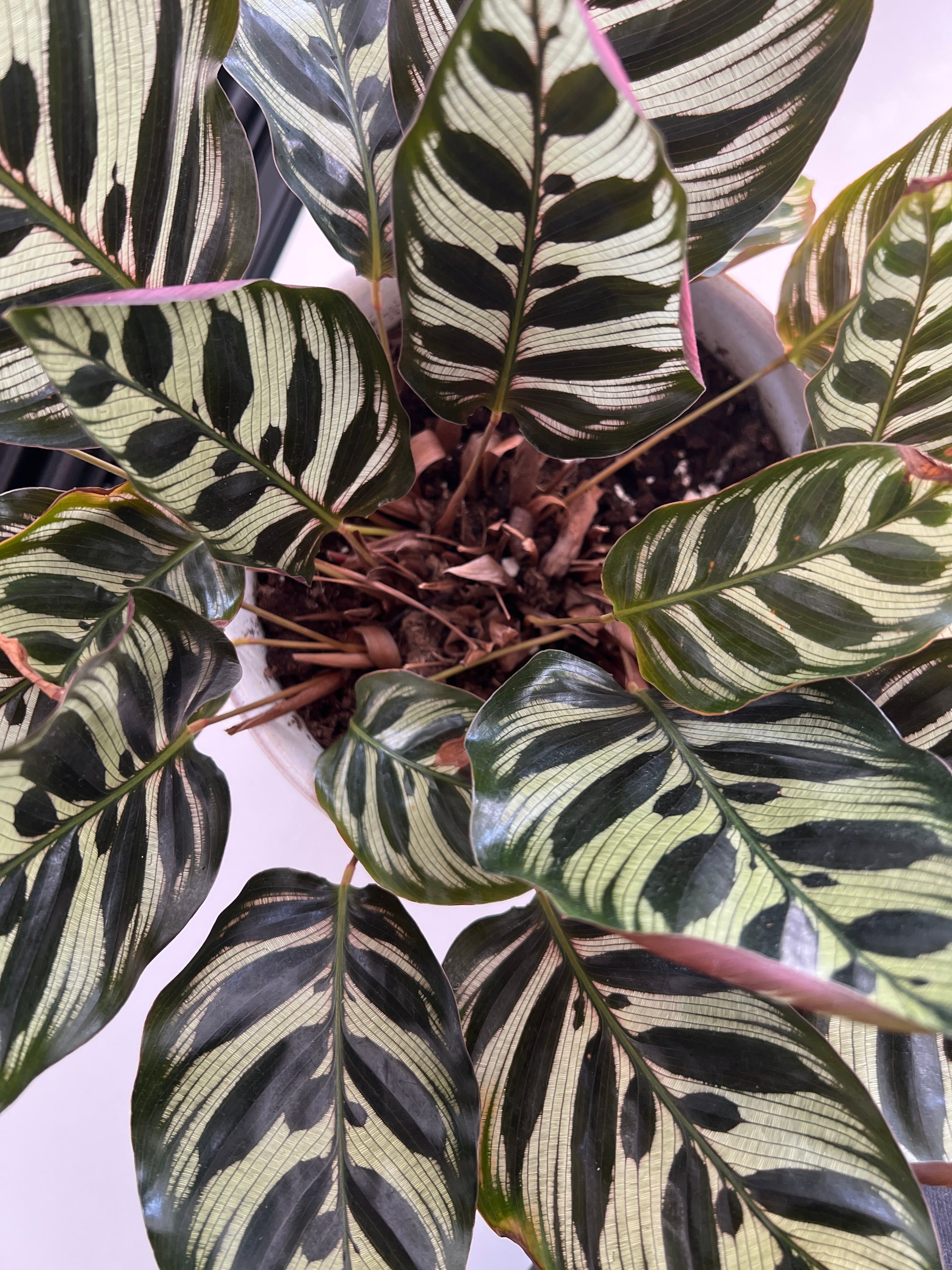 Why Are There Black Spots on My Calathea 'Misto' Leaves?