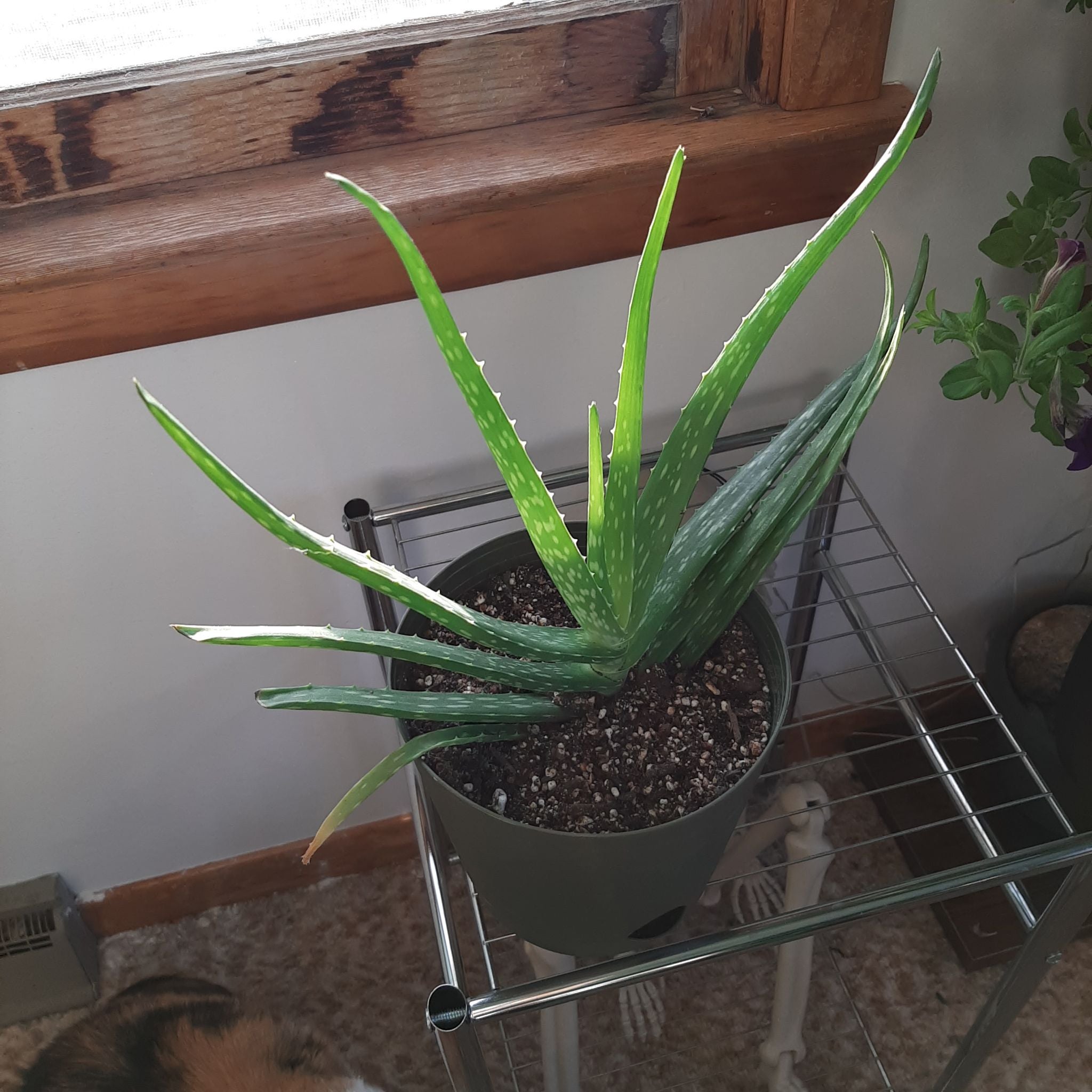 Aloe Massawana | A plant by @JuicyChichipe on Greg