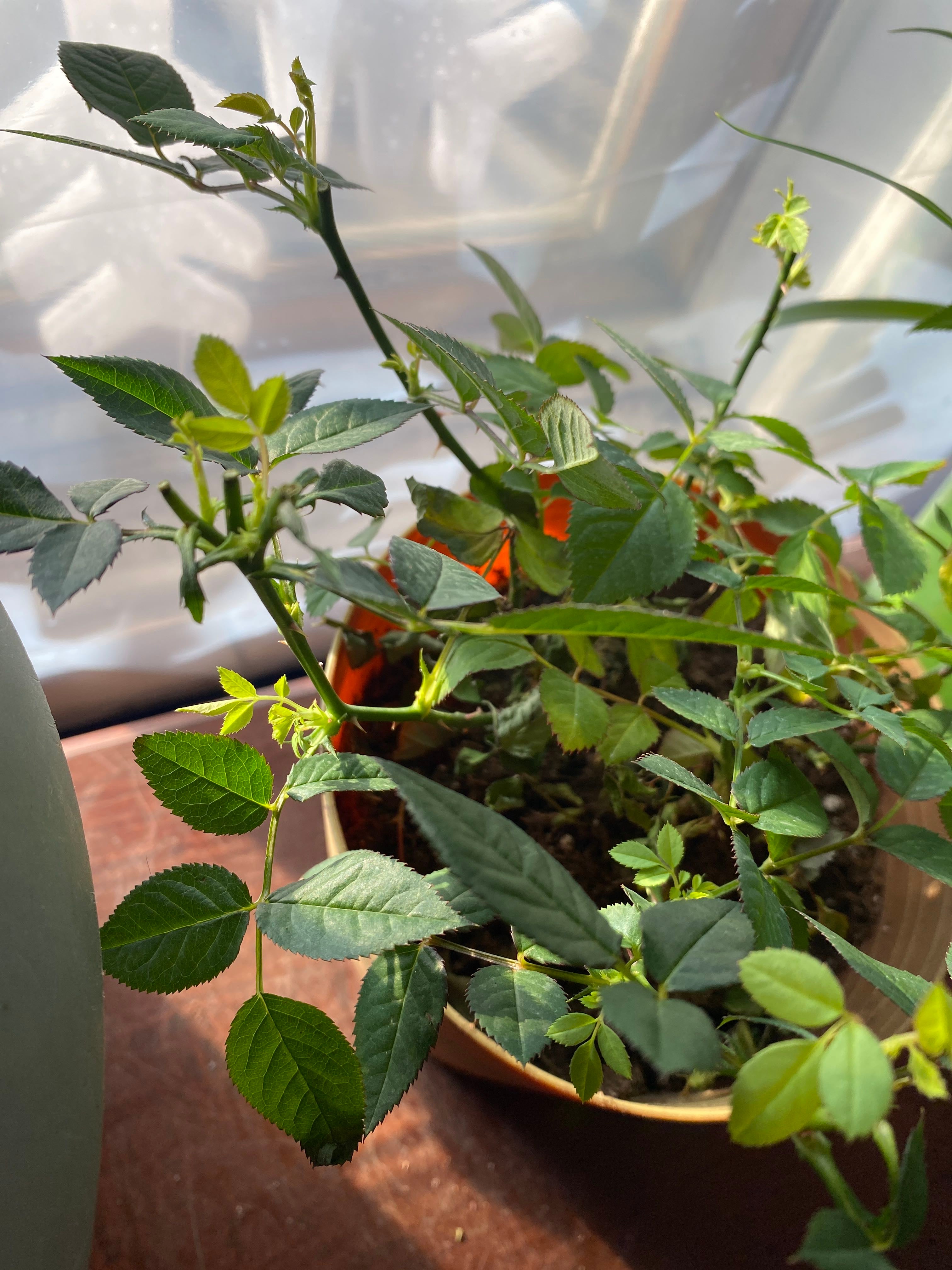 🌹 Step-by-Step Guide to Choosing Green Rose Varieties