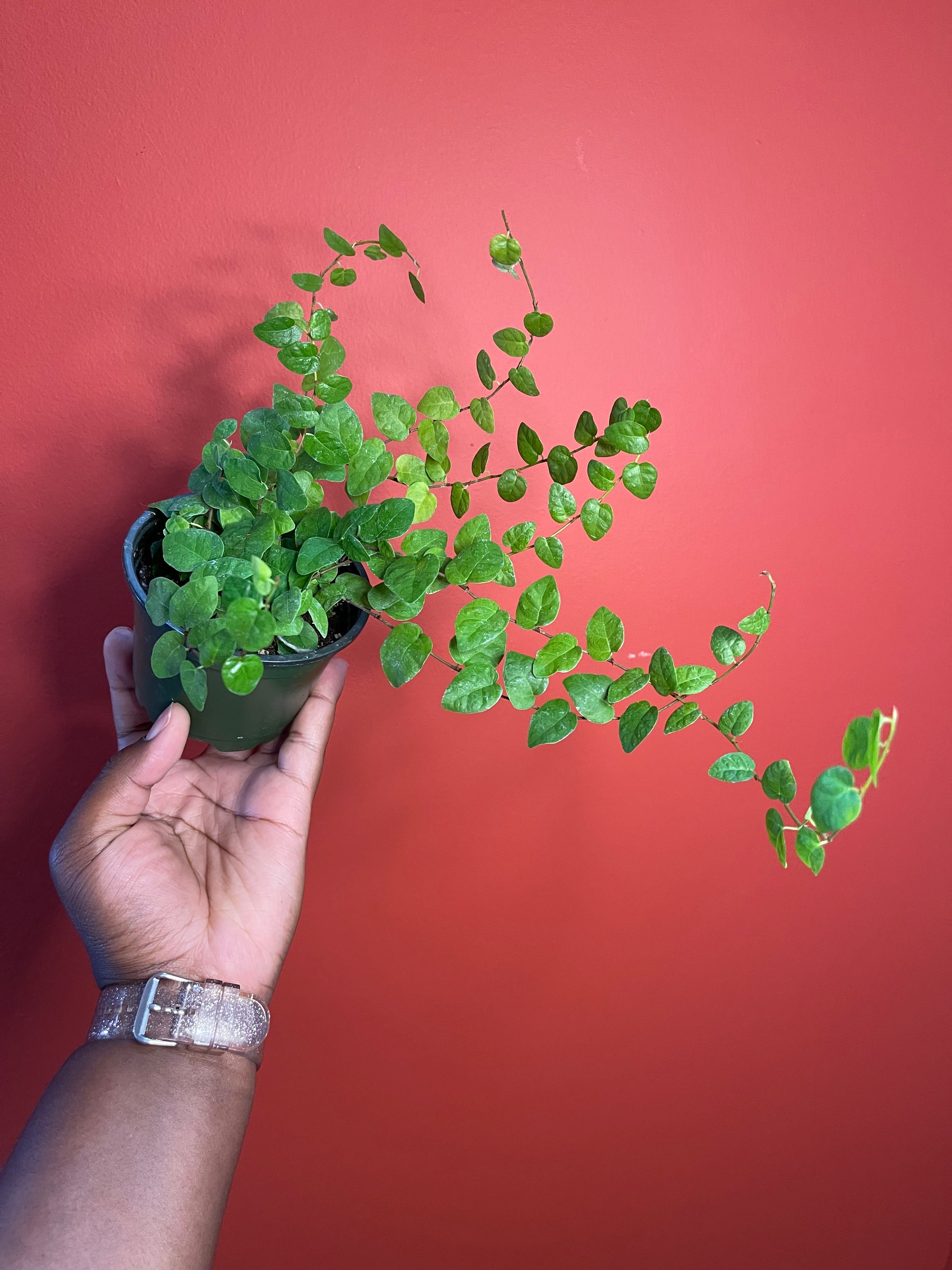 The Complete Creeping Fig Plant Care Guide: Water, Light & Beyond