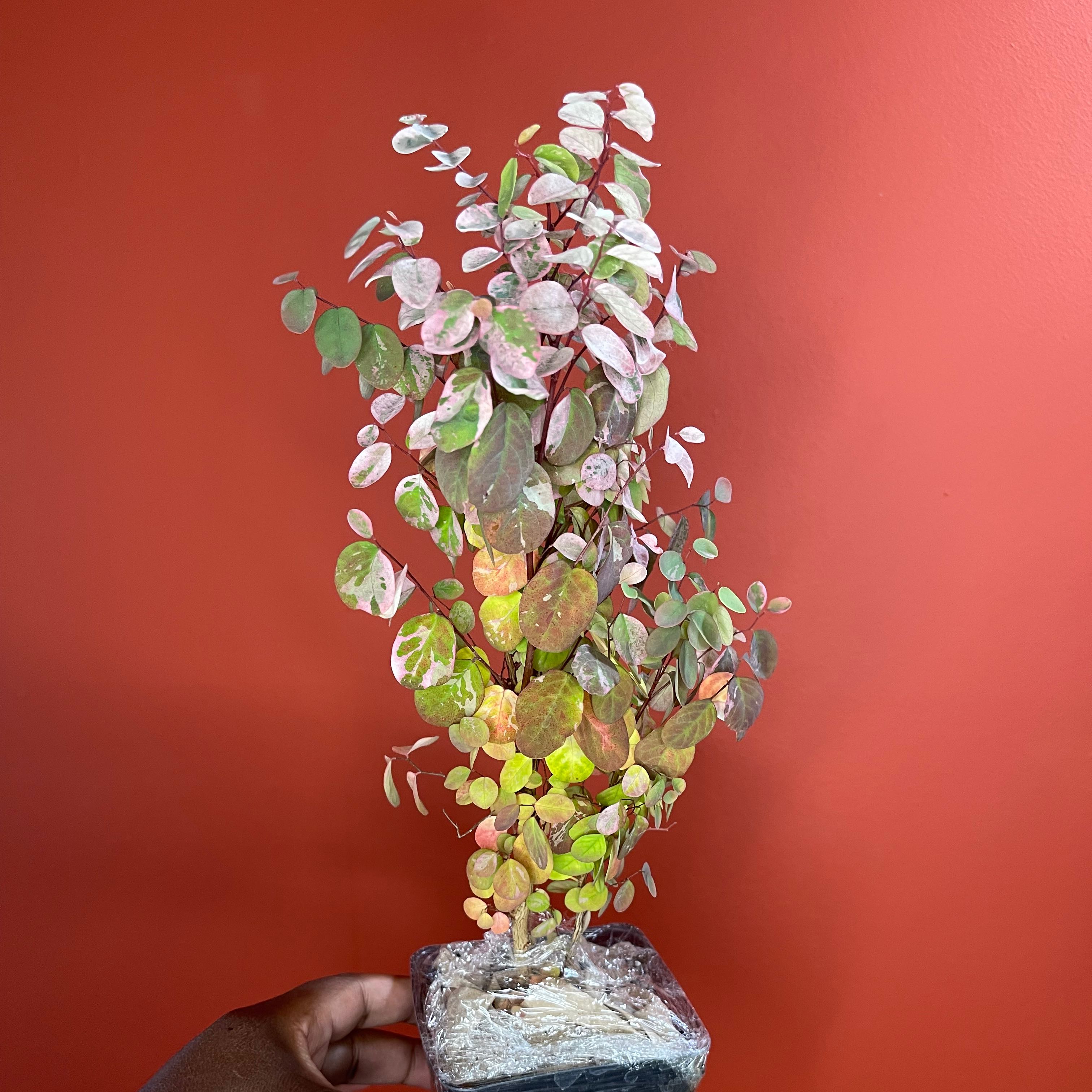 Why Are There Brown Spots on My Brenia Snowbush?