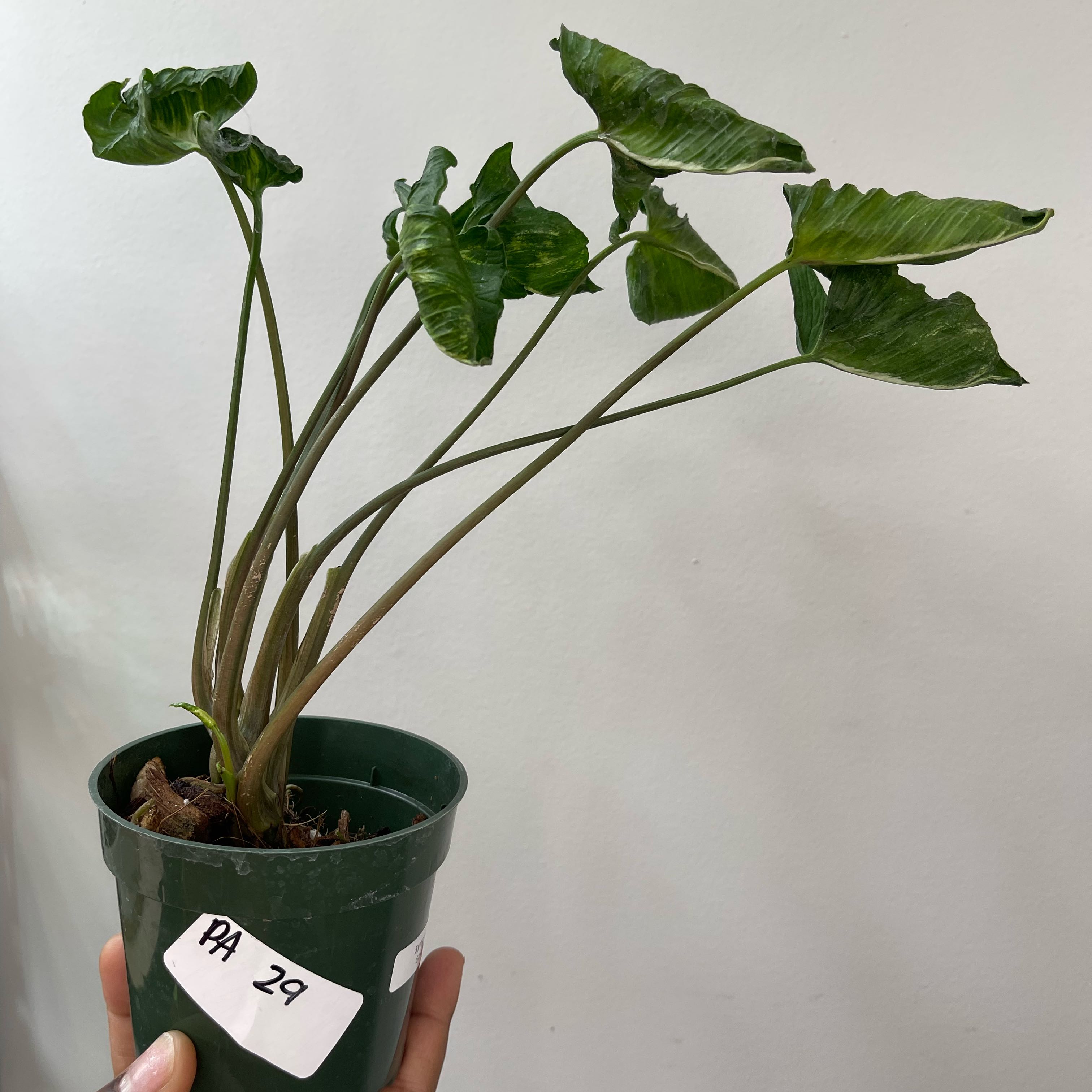 Syngonium Care 101: Water, Light & Growing Tips