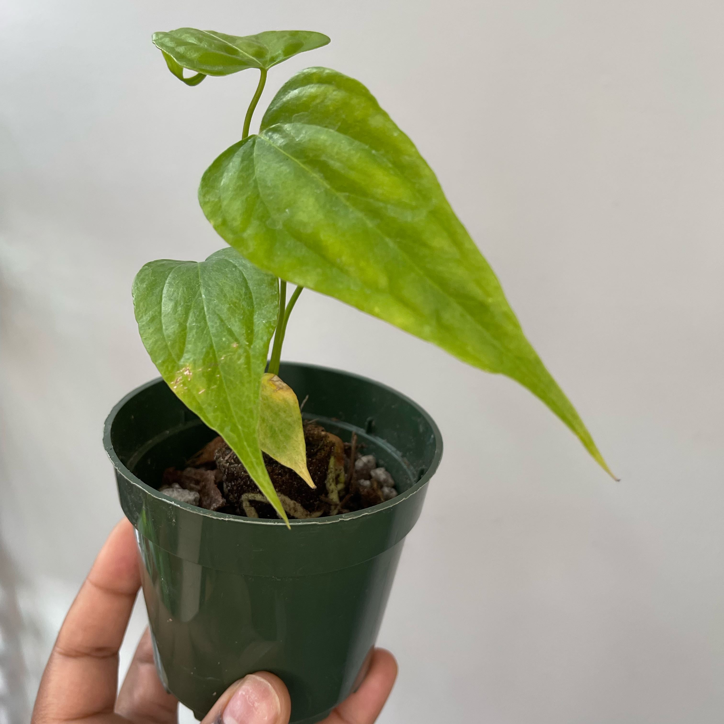How Do I Cure Anthurium Root Rot?