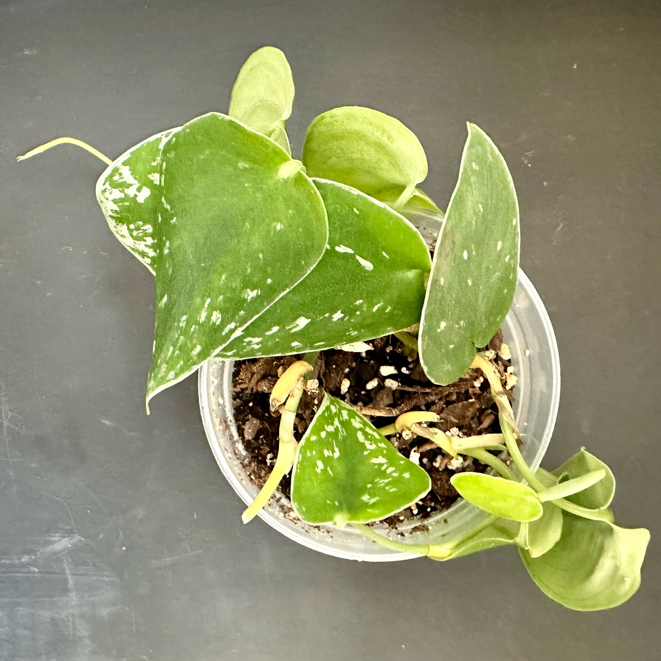 ⚠️ What Should I Do When Silver Anne Pothos Leaves Turn Yellow?