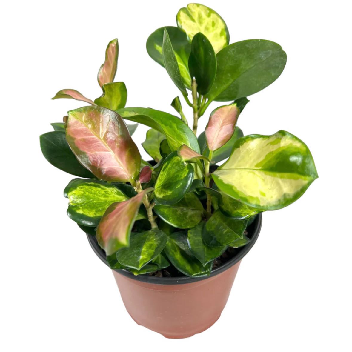 Hoya 'Lisa' Is Not Toxic To Dogs 🐶