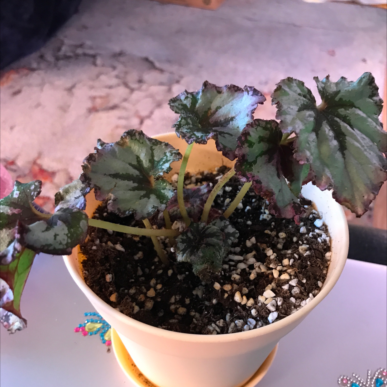 Harmony's Royal Majesty Begonia Plant Care: Water, Light, Nutrients ...