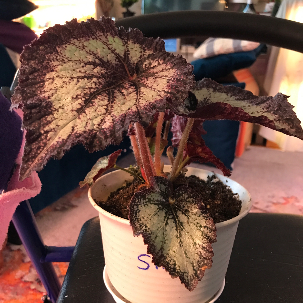 Personalized Jurassic Rex Begonia Silver Swirl Care: Water, Light ...