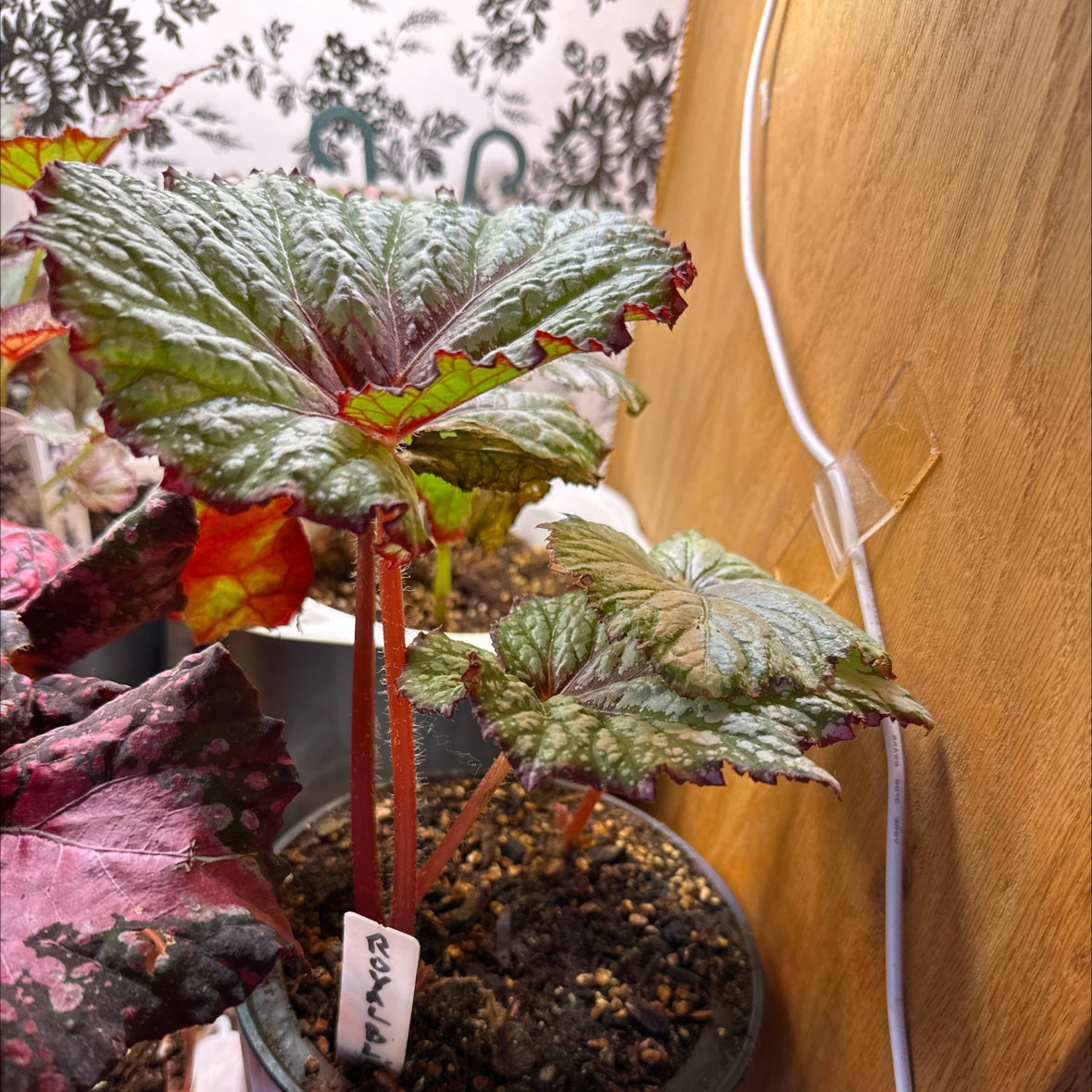 Painted-Leaf Begonia Root Rot Solutions