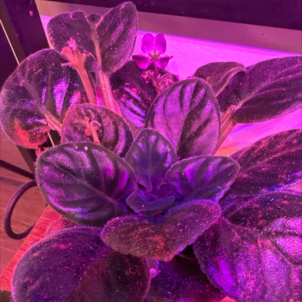 Concord Blue African Violet Plant Care: Water, Light, Nutrients | Greg ...