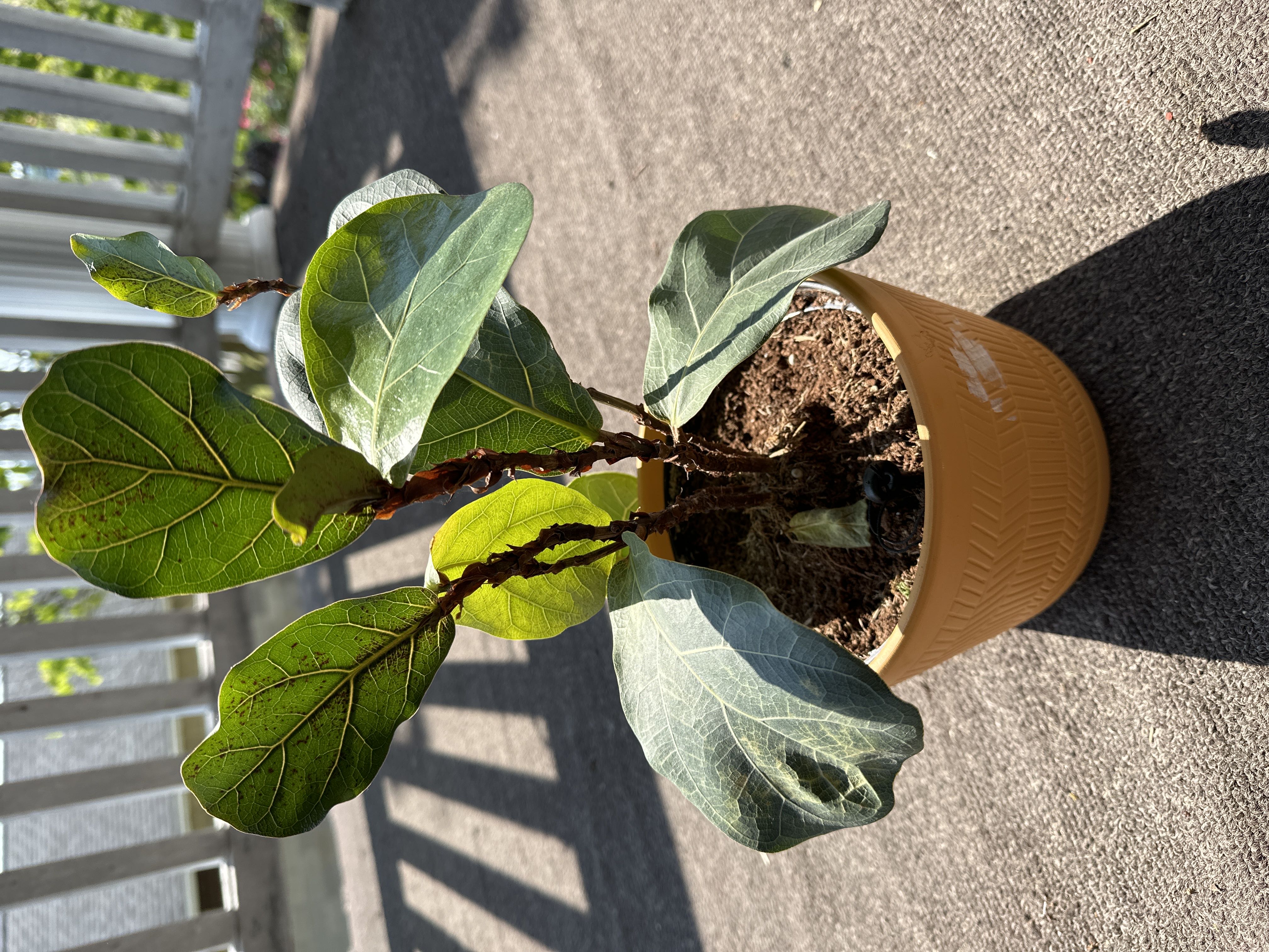 My fiddle leaf fig looks sad