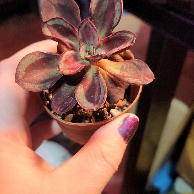 The Complete Echeveria nodulosa 'Maruba Benitsukasa' Plant Care Guide ...