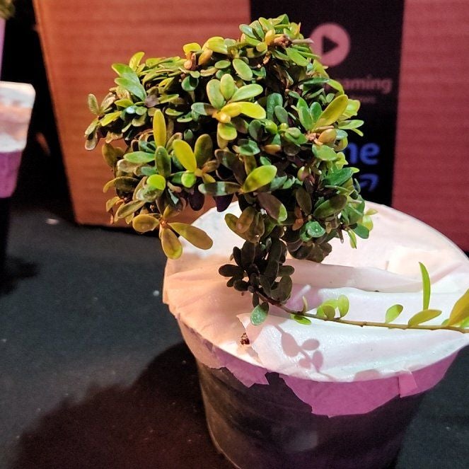 Neea buxifolia Plant Care: Water, Light, Nutrients | Greg App 🌱