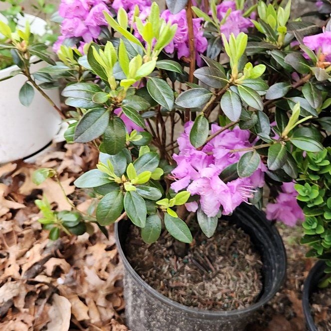 Rhododendron 'PJM Elite' Plant Care: Water, Light, Nutrients | Greg App 🌱