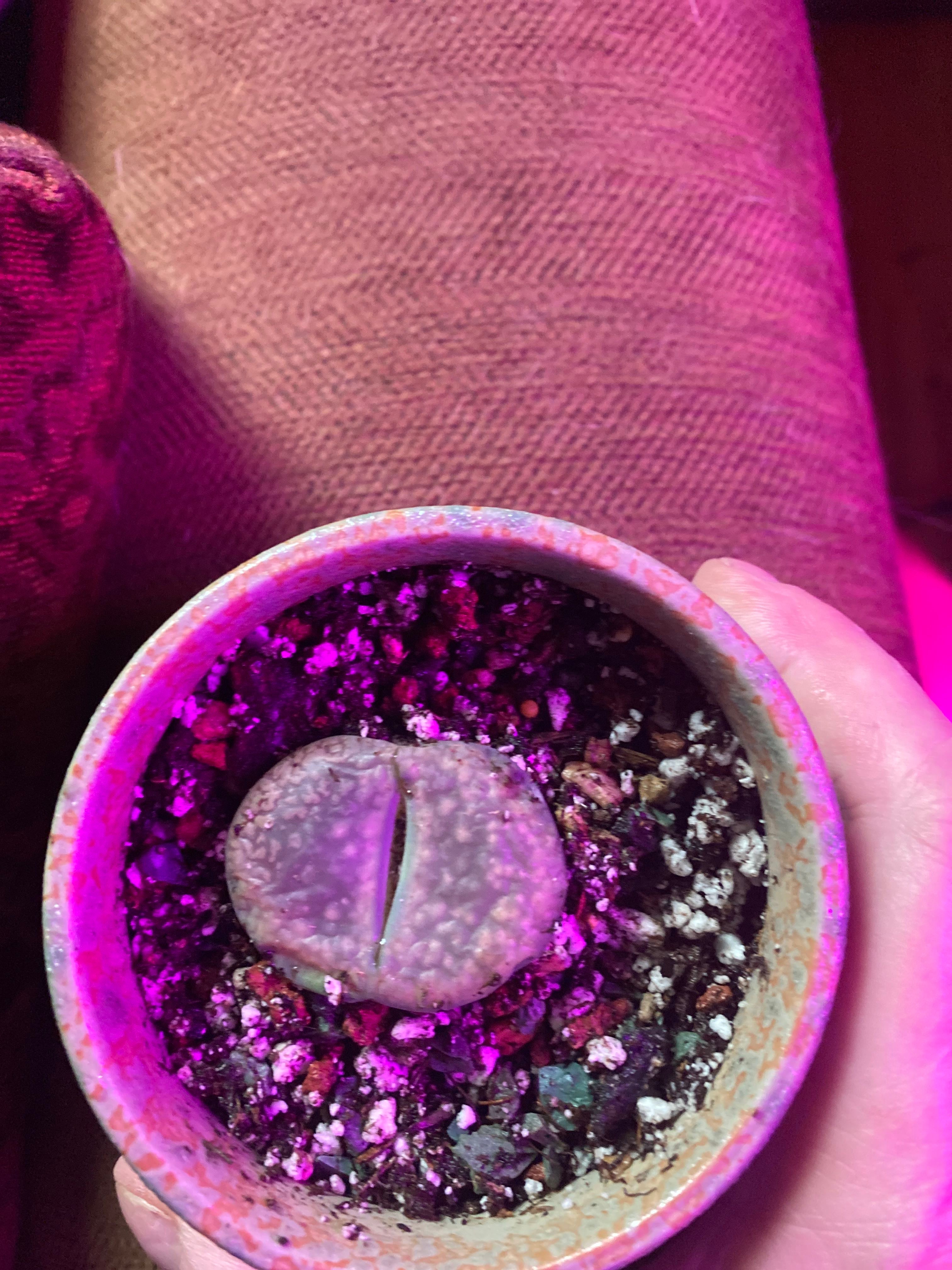 Black Spots on My Lithops optica 'Rubra' Leaves