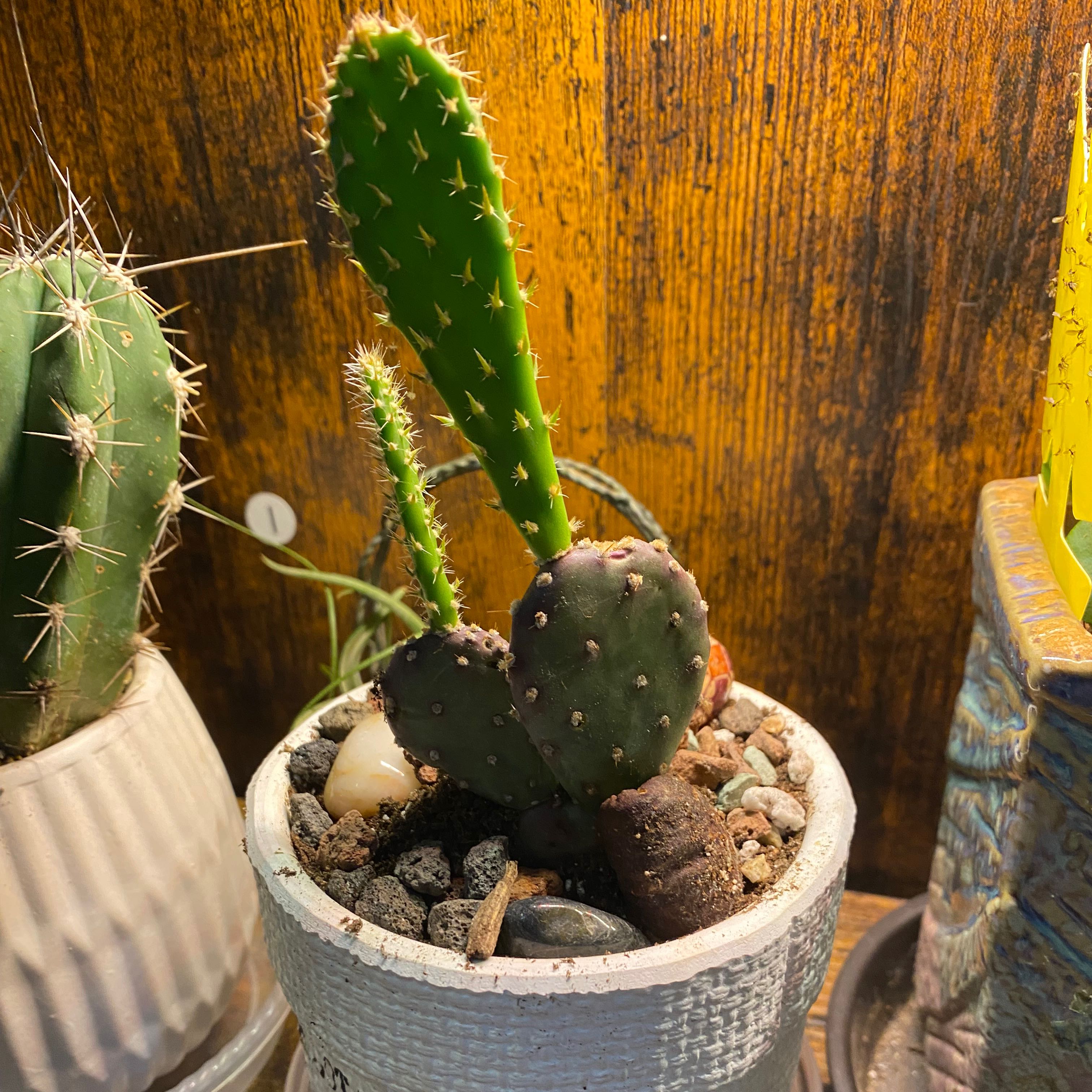 Opuntia 'Baby Rita' Care 101: Water, Light & Growing Tips