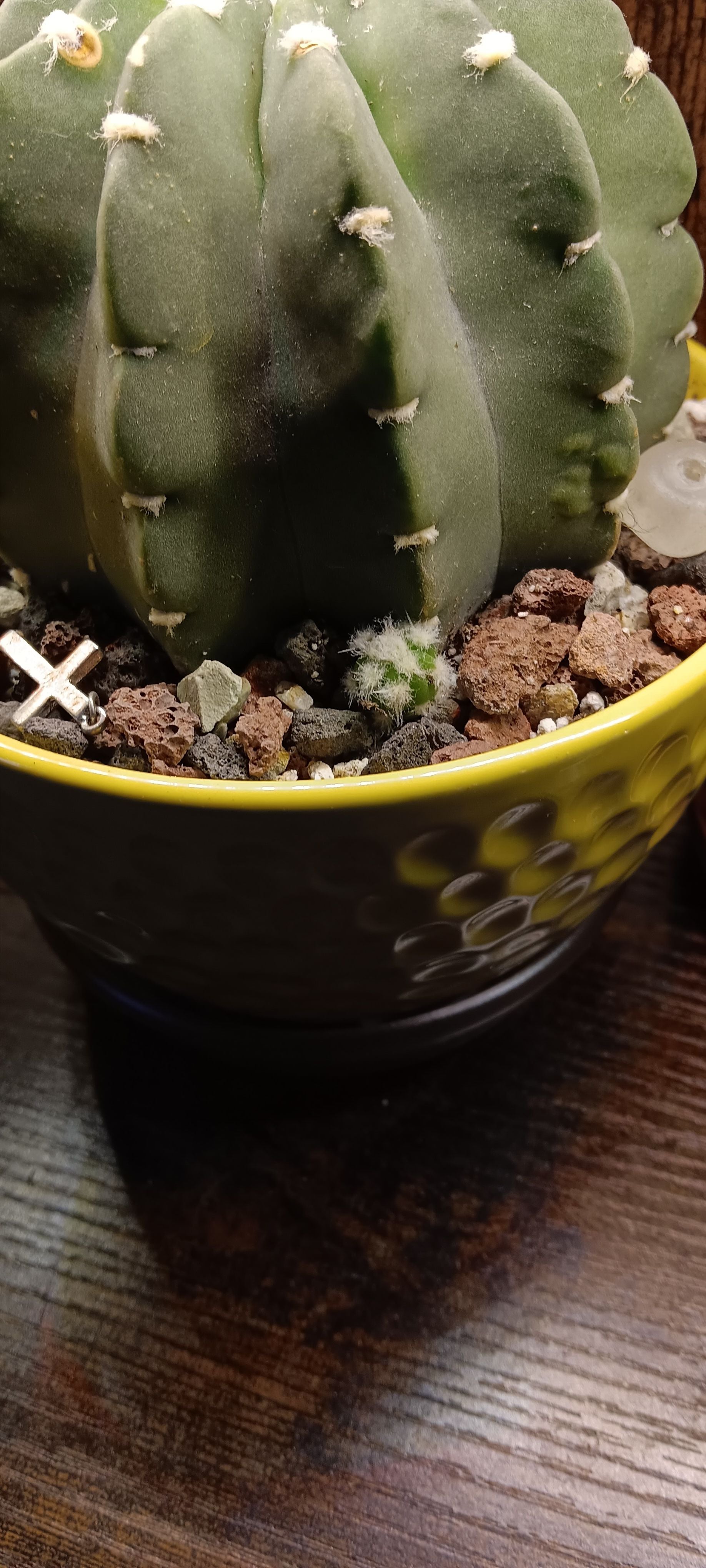 What are those bumps on my cactus?