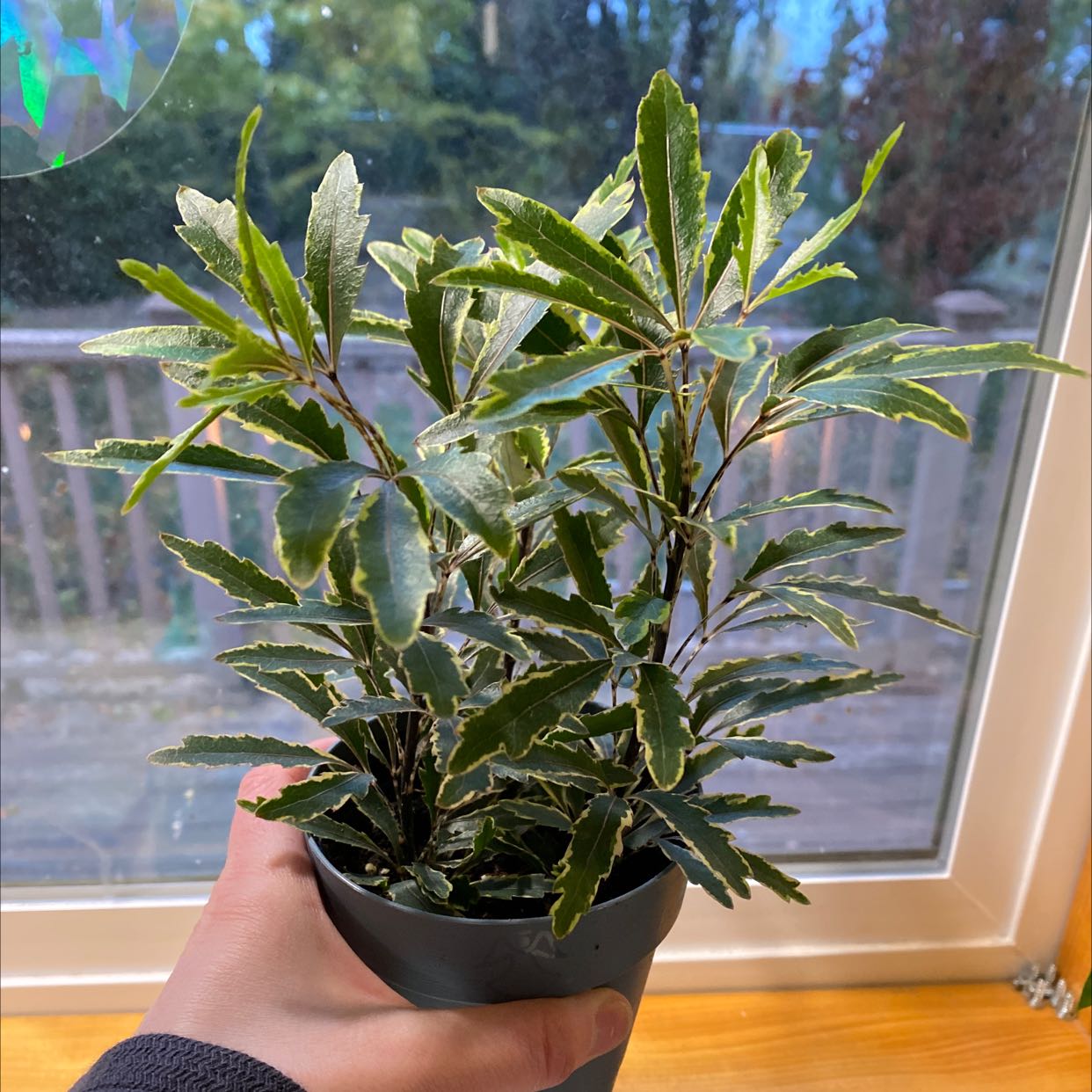 Propagating False Aralia: The Ultimate Guide