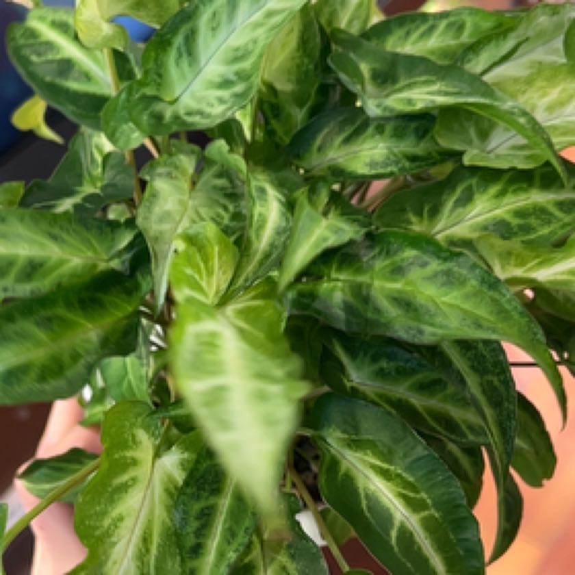 Taylor Swift | A plant by @kevinkiklee on Greg