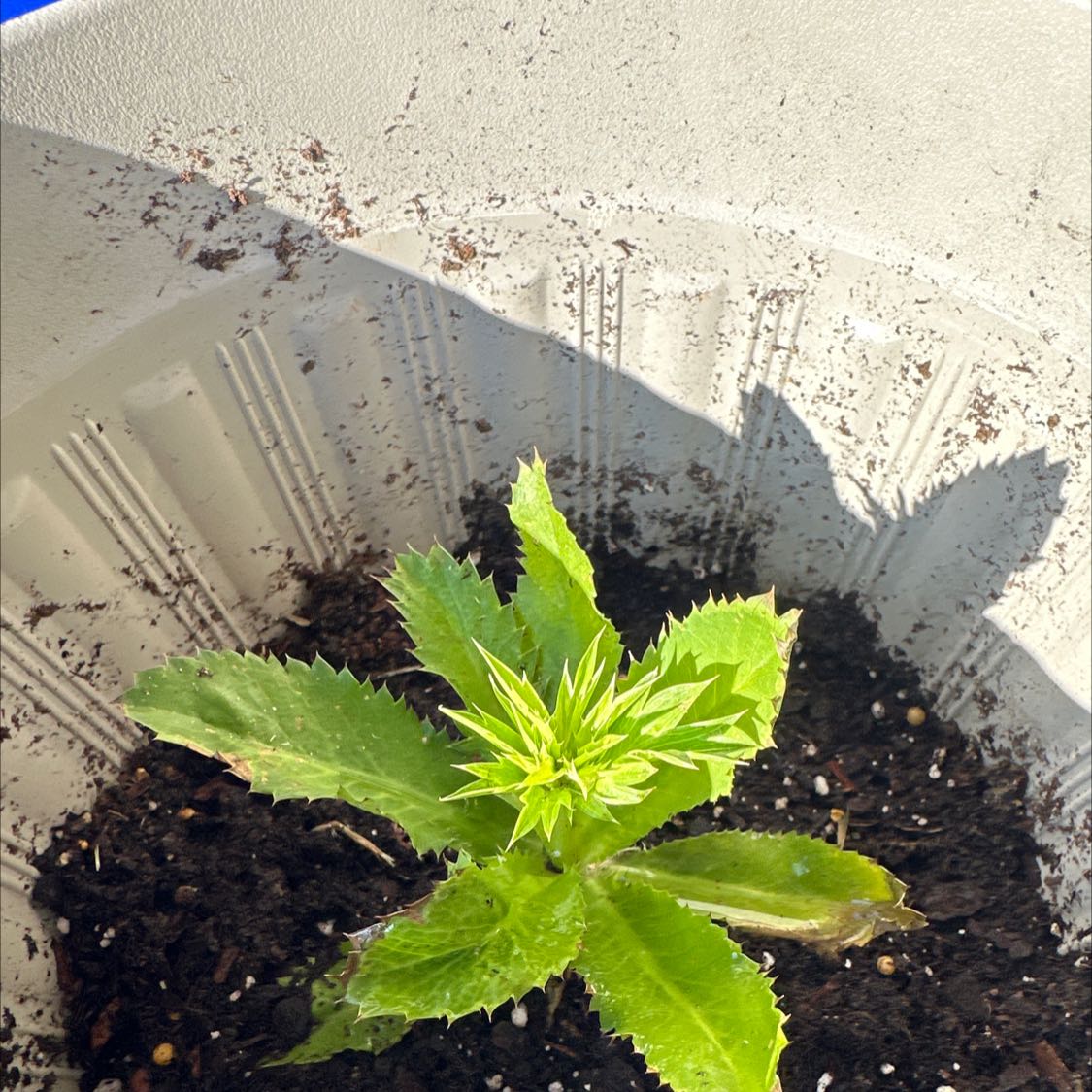 Fertilizing My Culantro