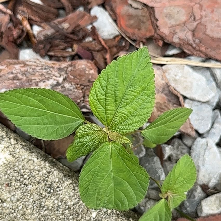 Symbolism and Benefits of the Virginia Copperleaf