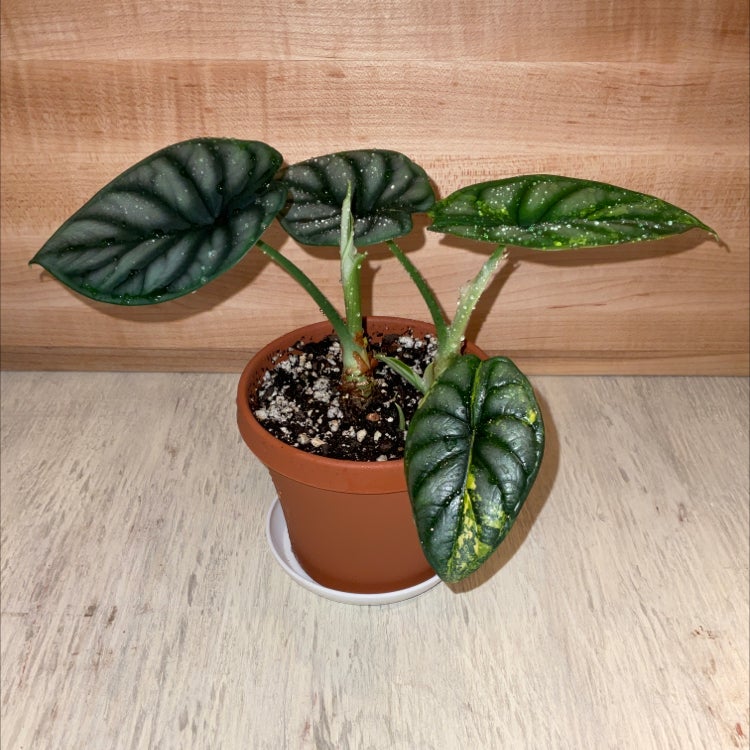 🍂 Why Are My Alocasia 'Ninja' Leaves Dropping?