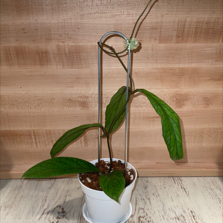 Keep Your Hoya sp. 'Kast' Alive: Light, Water & Care Instructions