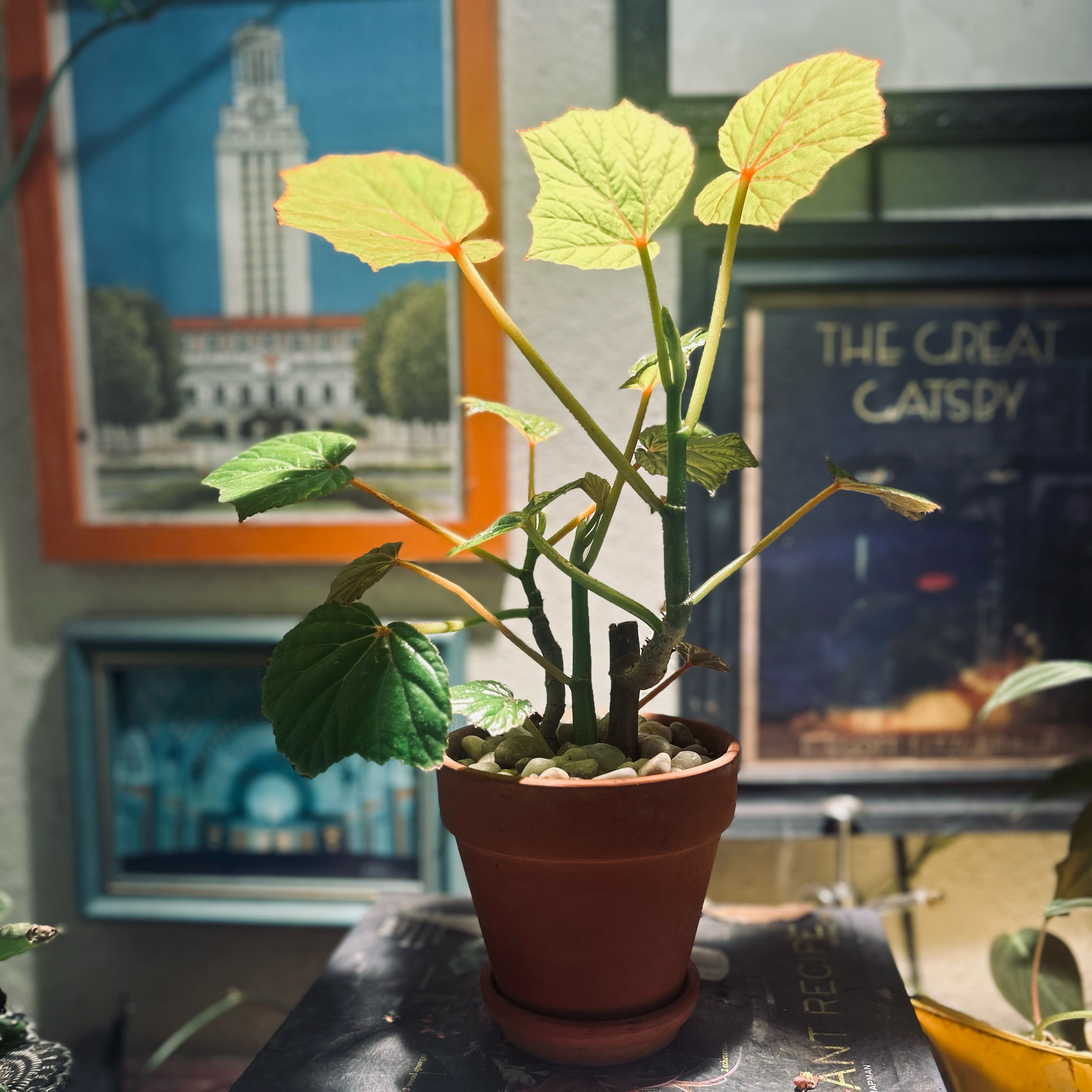 Begonia Valida Plant Care: Water, Light, Nutrients | Greg App 🌱