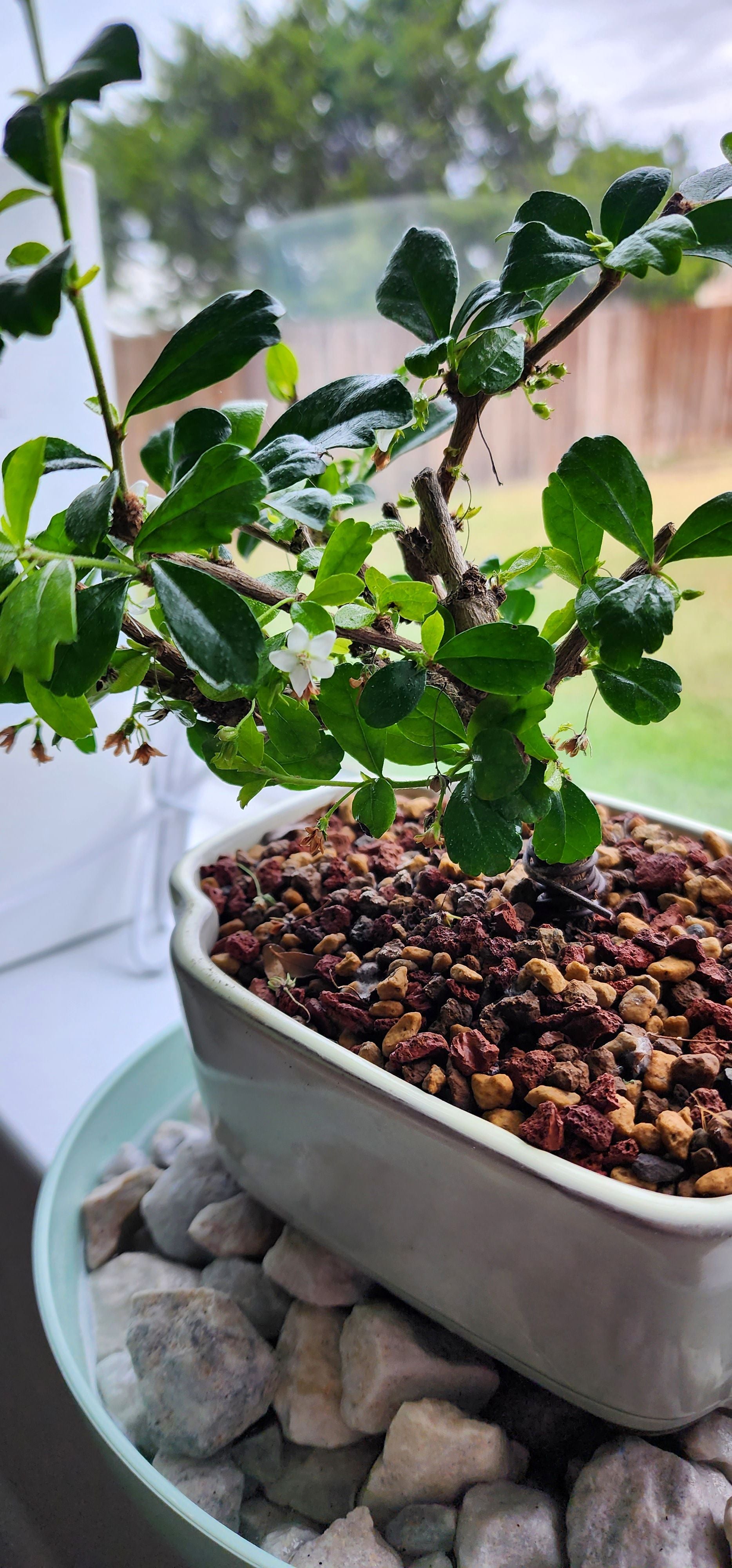 The Complete Ehretia tinifolia Plant Care Guide: Water, Light & Beyond