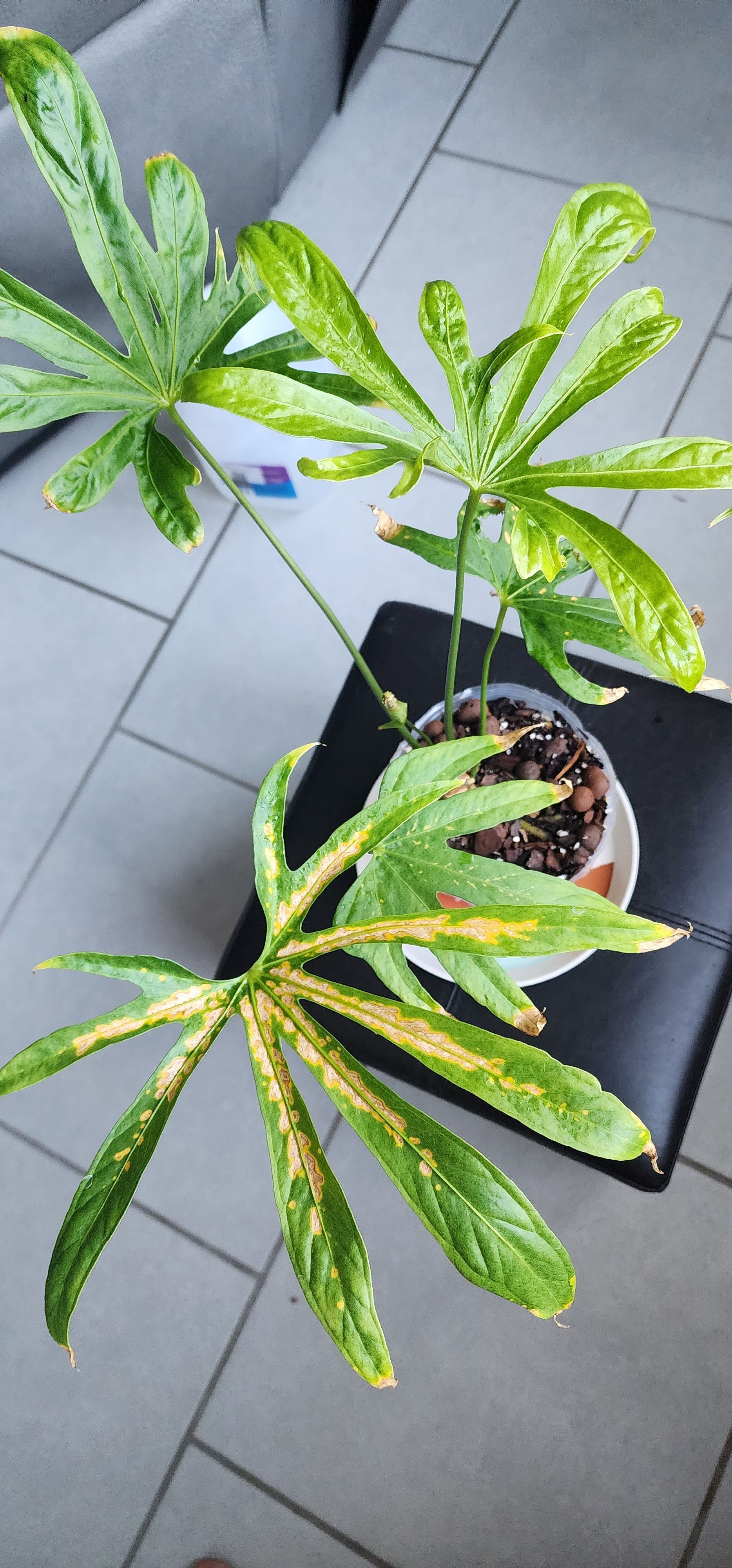 How Do I Cure Anthurium Root Rot?