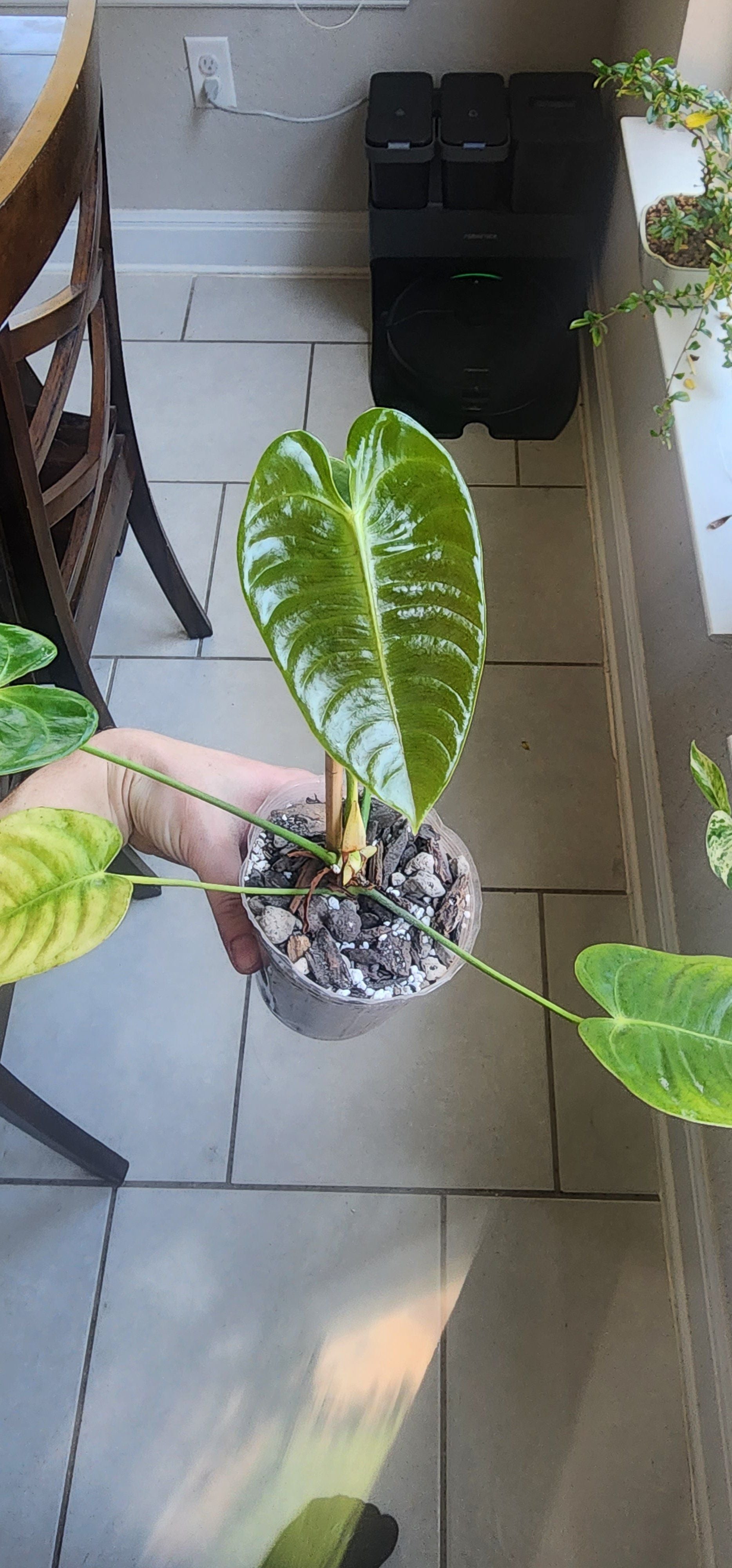 🍂 What Should I Do When Anthurium veitchii Leaves Turn Yellow?