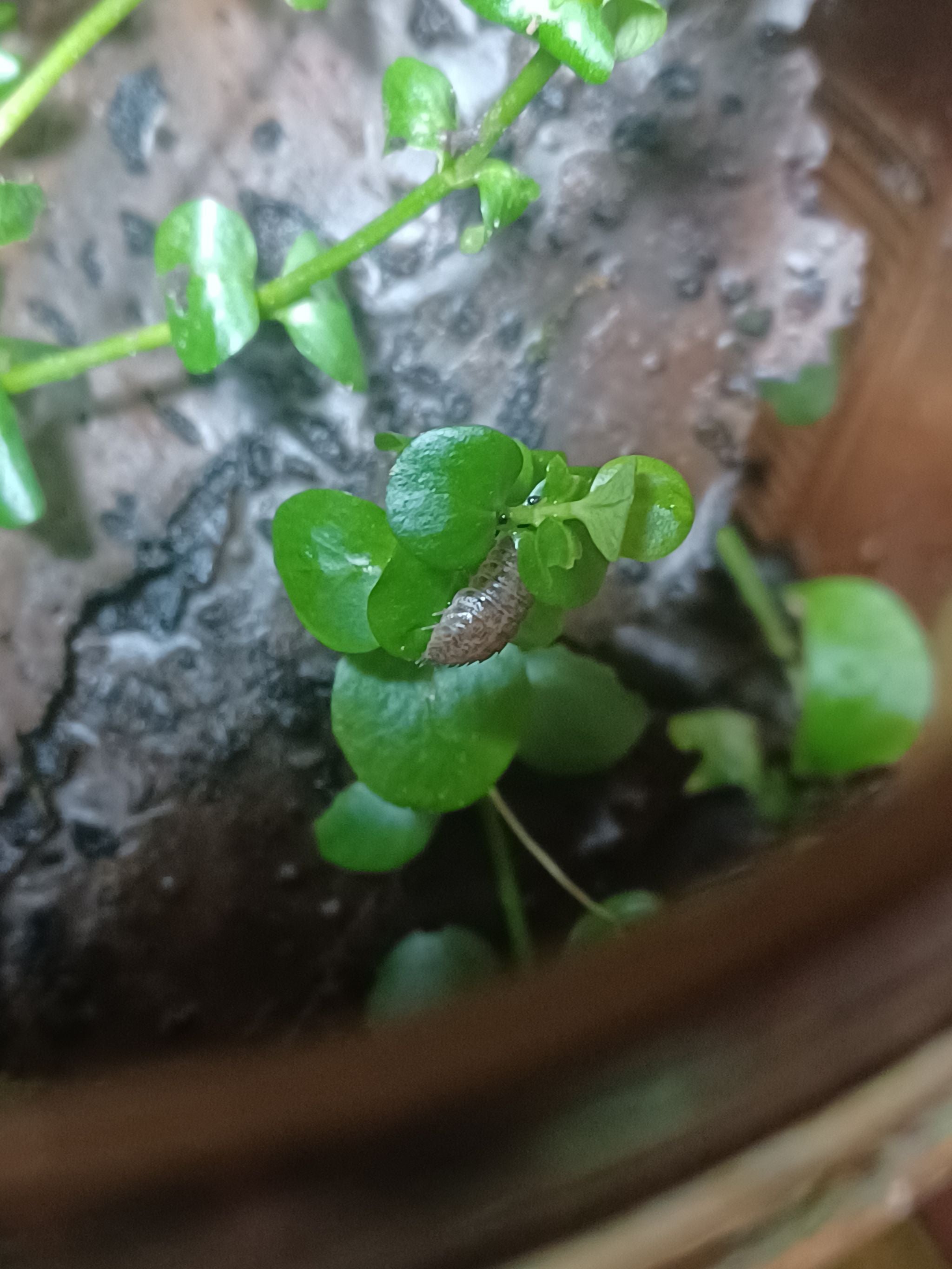 Excited to find an isopod in my terrarium!