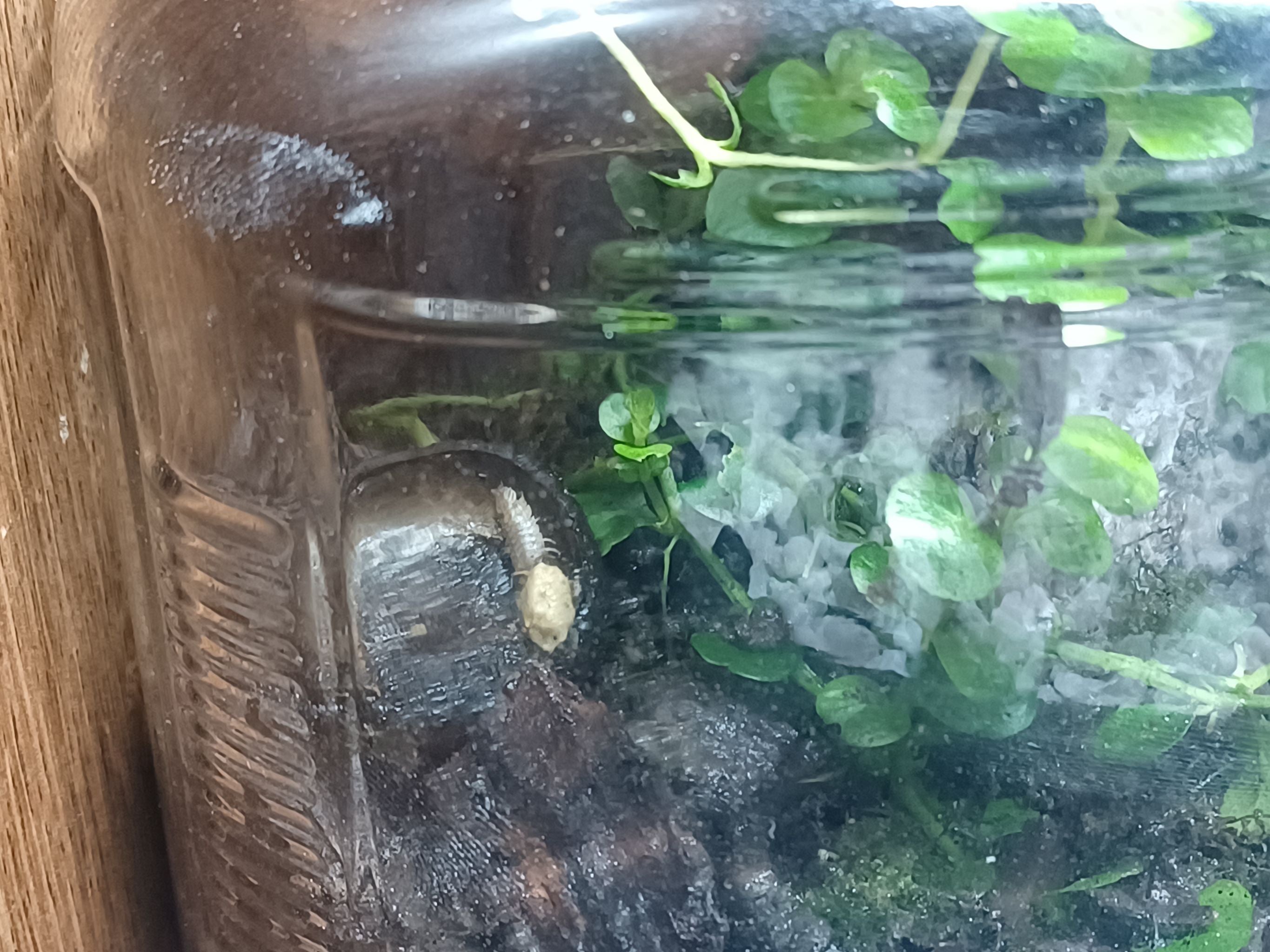 Excited to find an isopod in my terrarium!