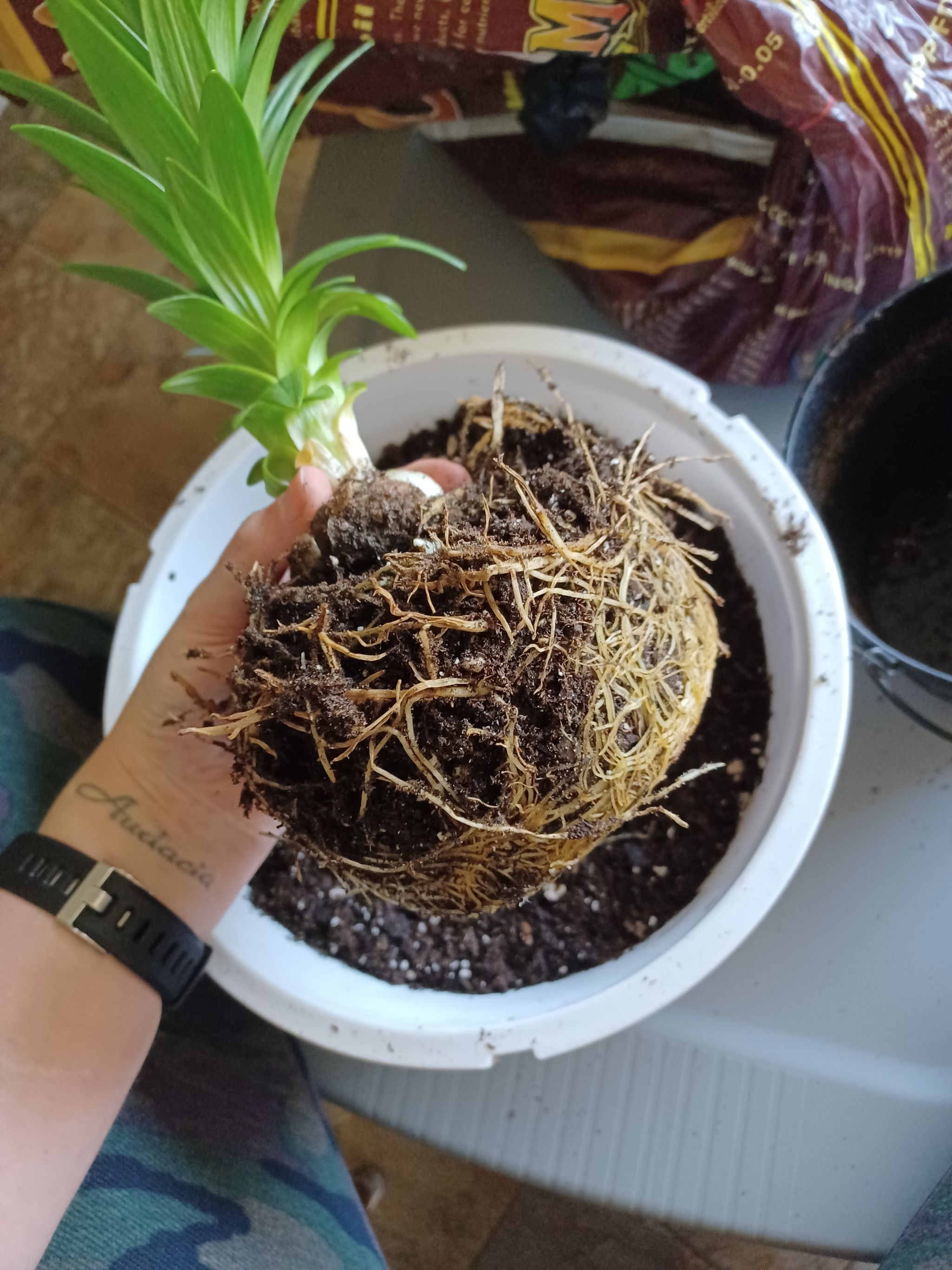 Propagating Tiger Lily: Step-by-Step Guide