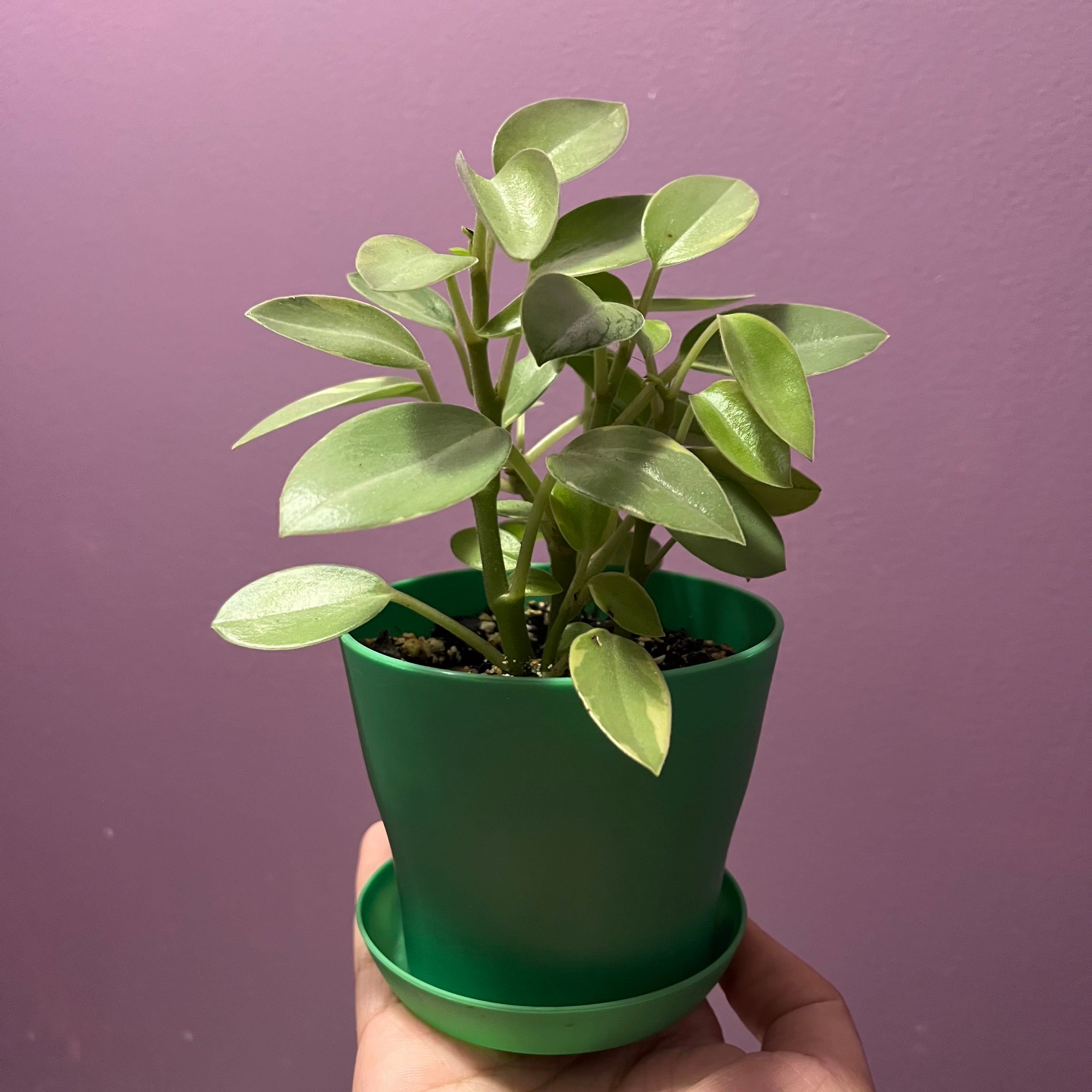 How Do I Propagate My Variegated Teardrop Peperomia?