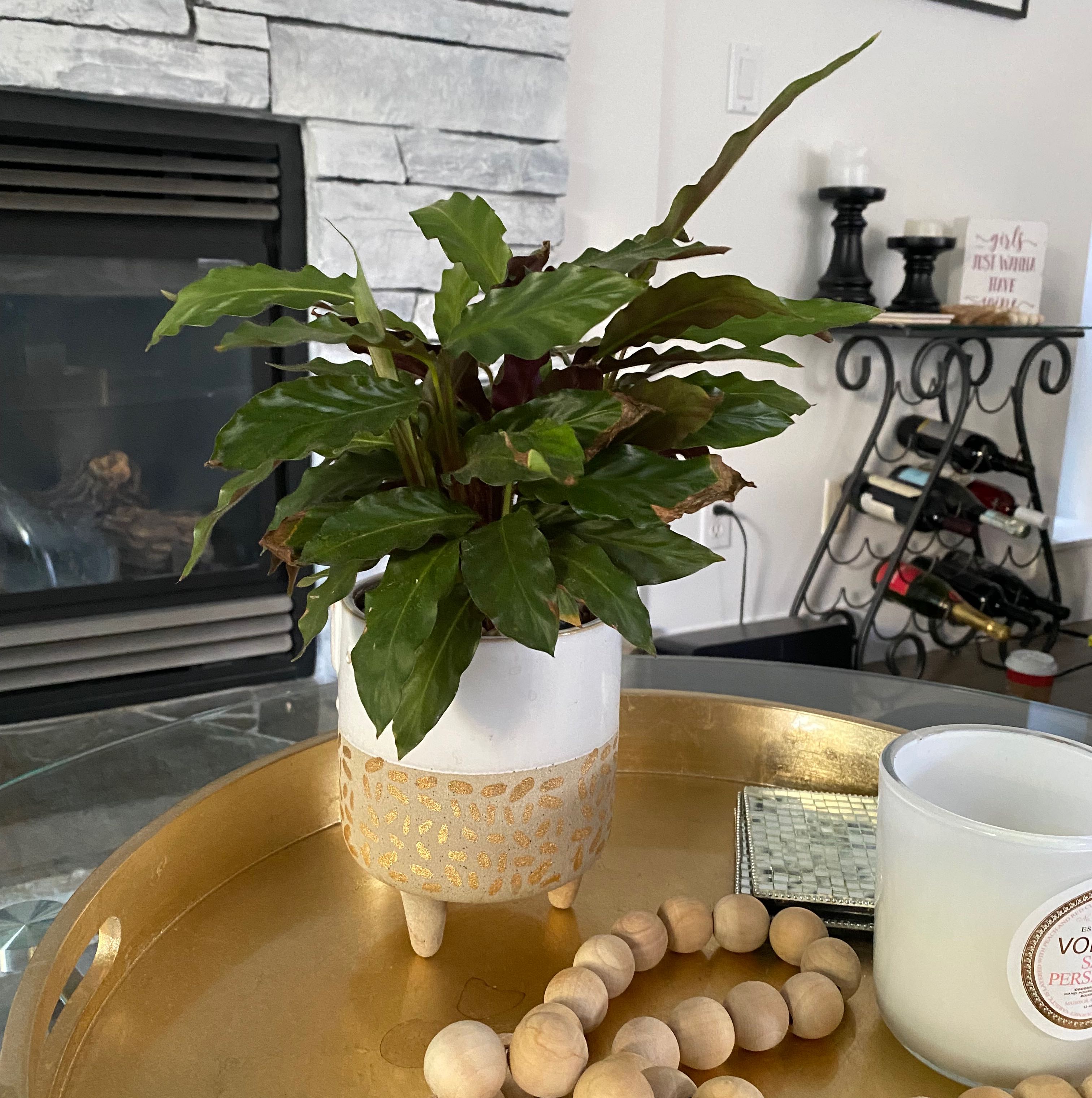 🌸 What Does It Mean When Furry Feather Calathea Blooms?