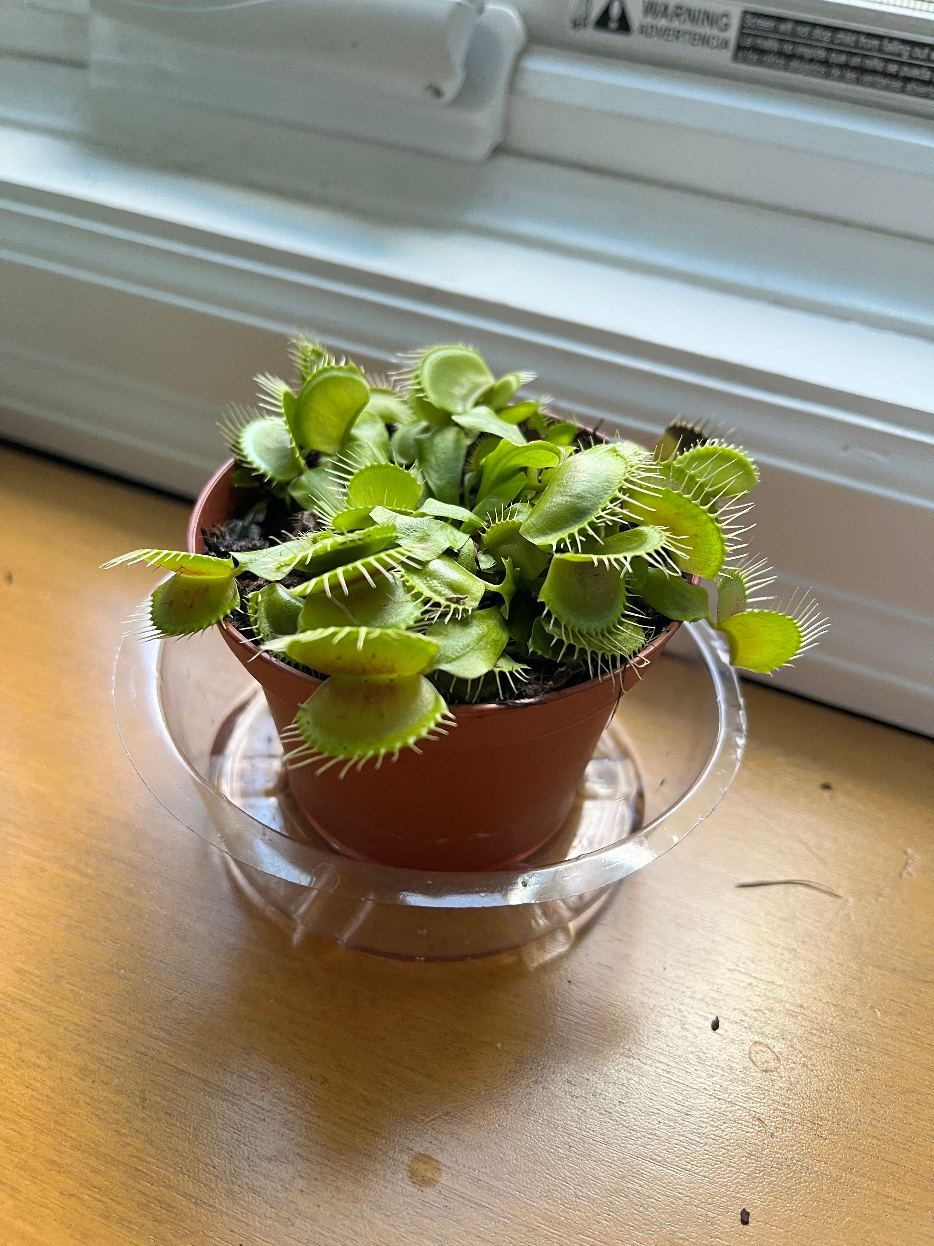 Audrey III's fly feast continues!