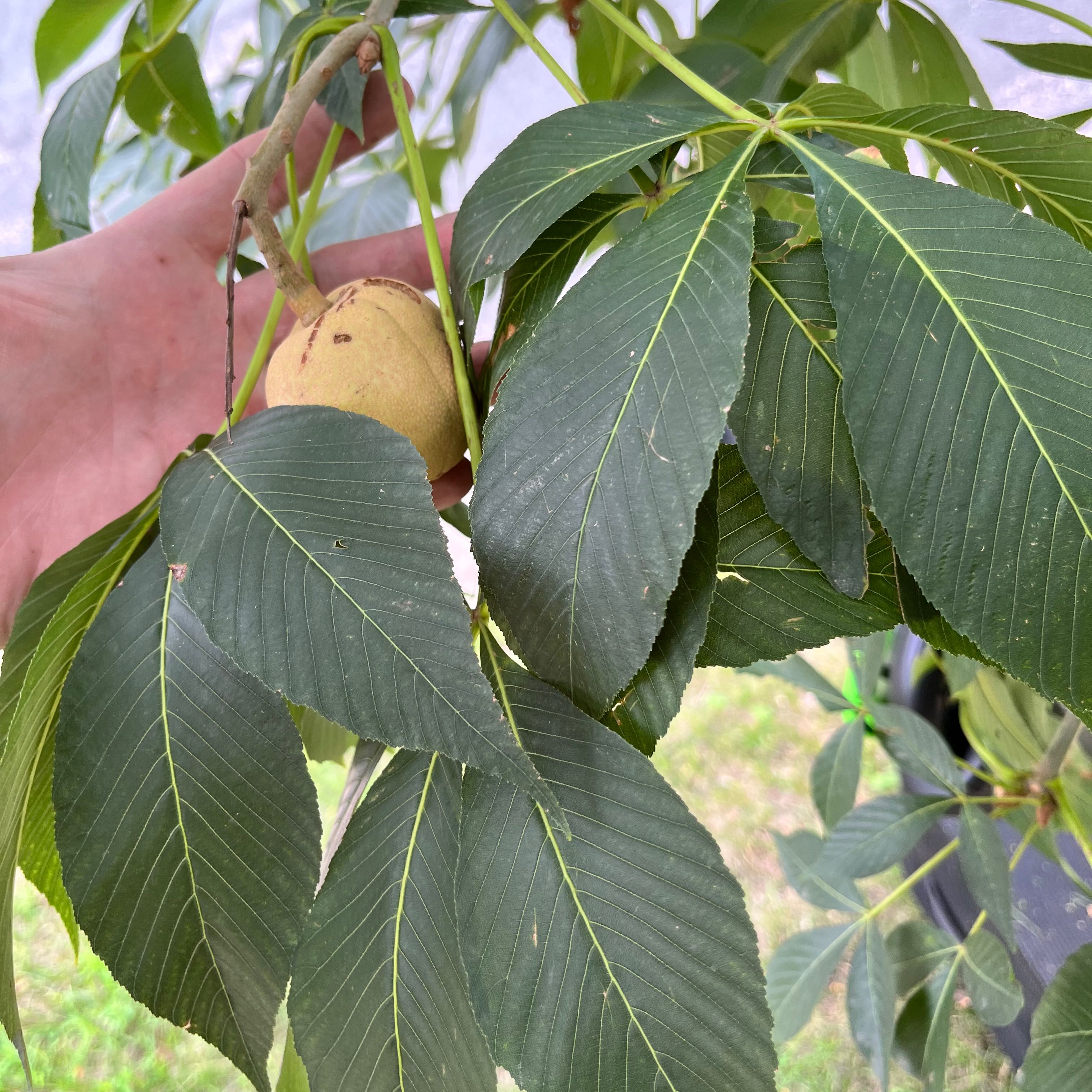 How to Propagate Your Horse Chestnut