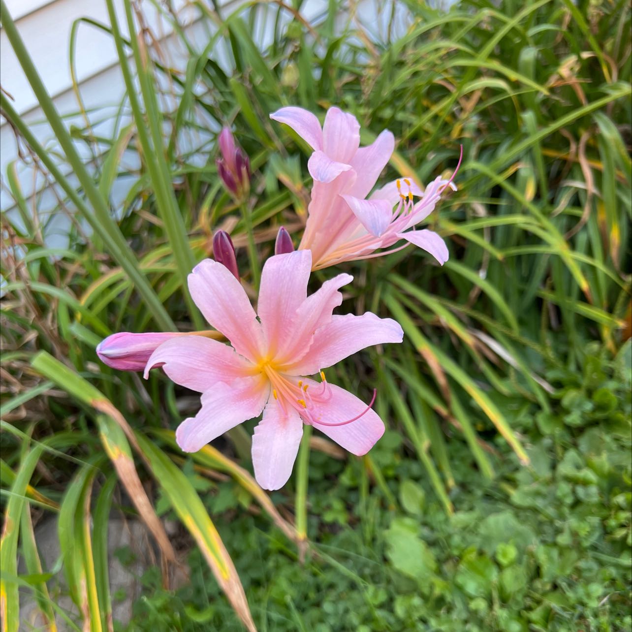 Why Are There Brown Spots on My Resurrection Lily?