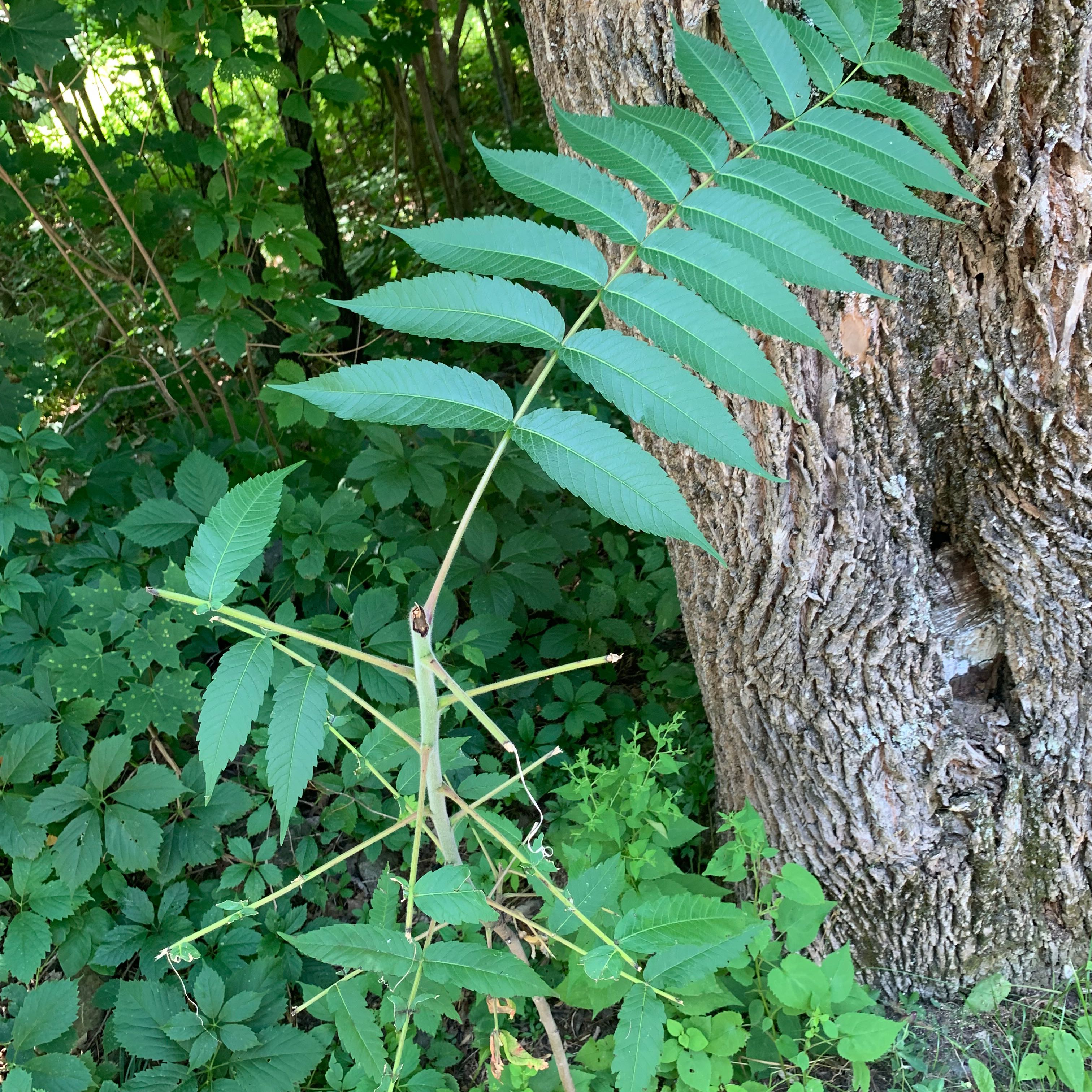 When and Where Should I Trim My Staghorn Sumac?