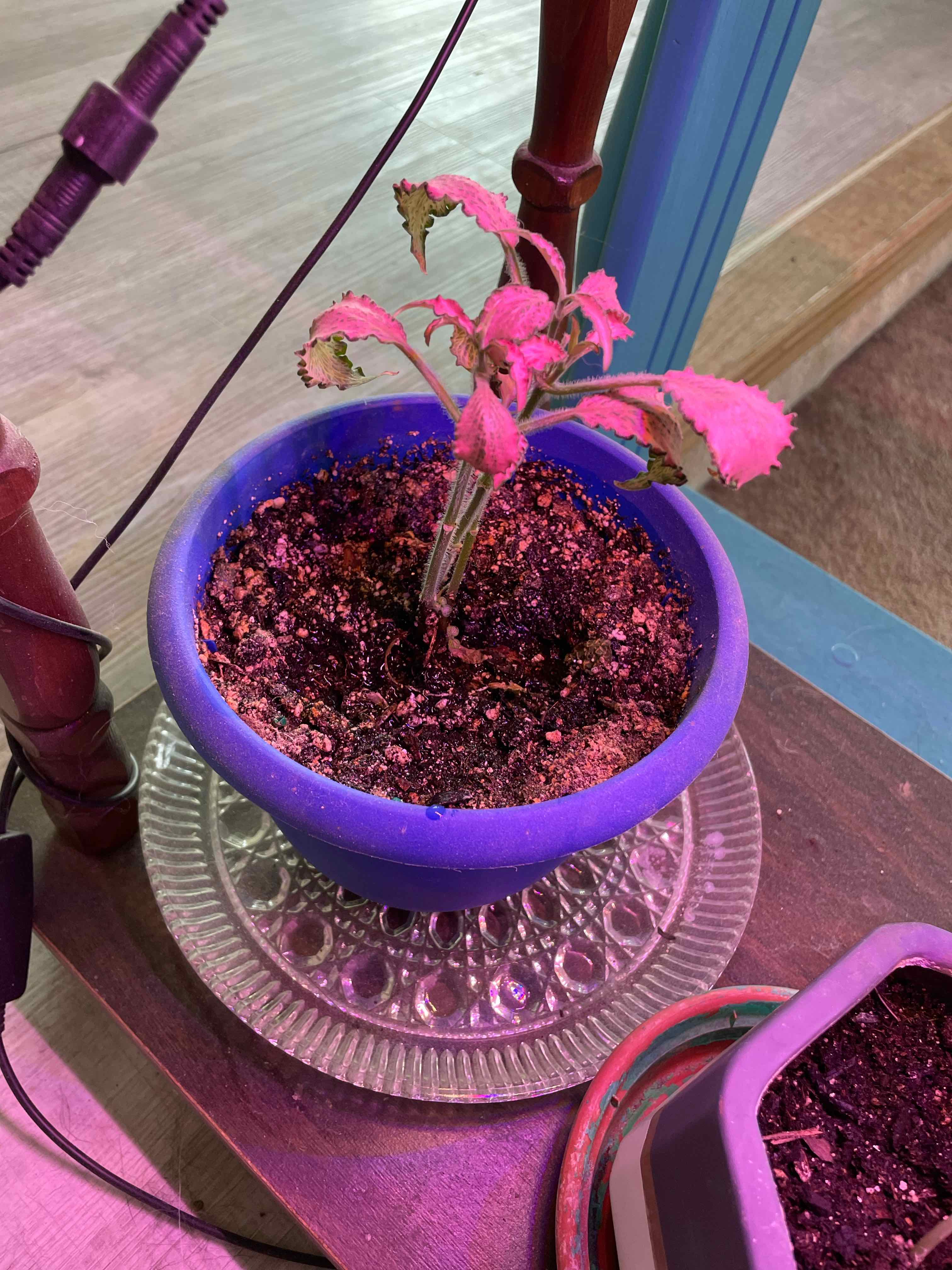 How Do I Cure Red Anne Nerve Plant Root Rot?