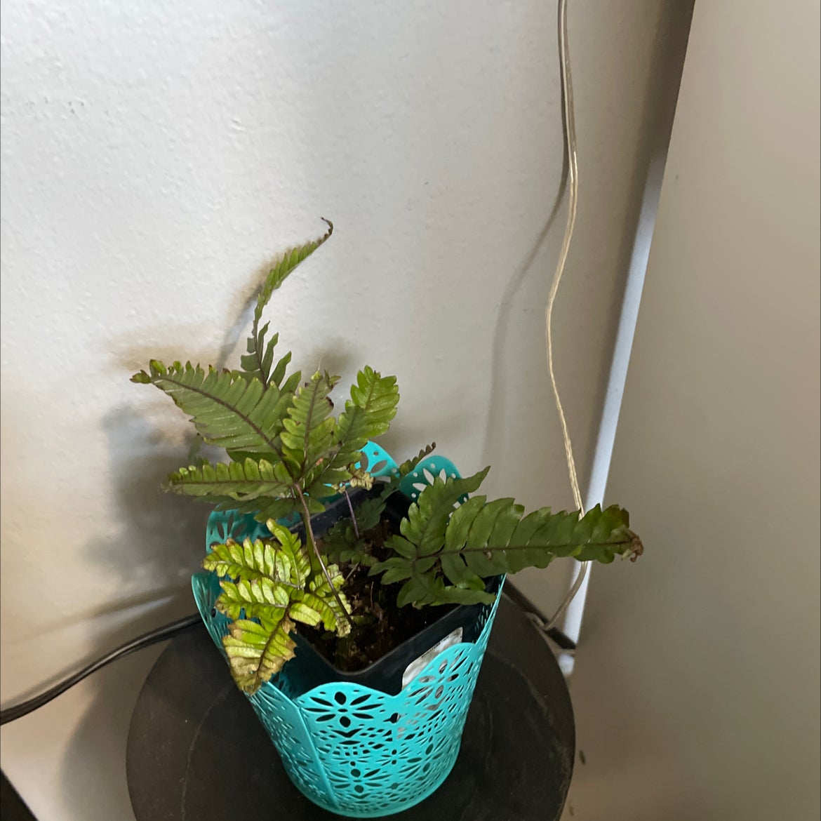 How to Care for Tricolor Fern: Mastering Water, Sunlight & More
