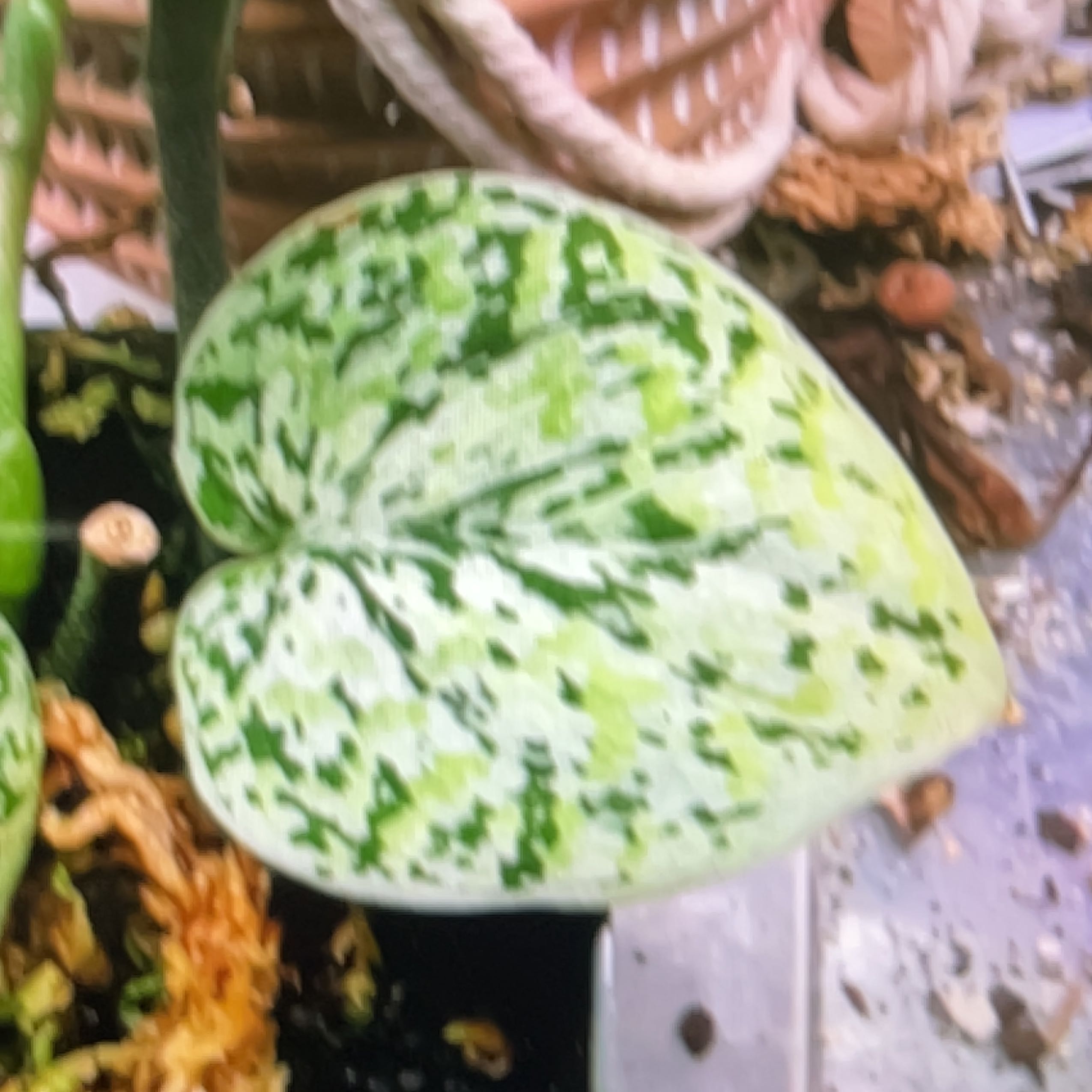 Scindapsus pictus 'Exotica Tricolor' Plant Care: Water, Light ...