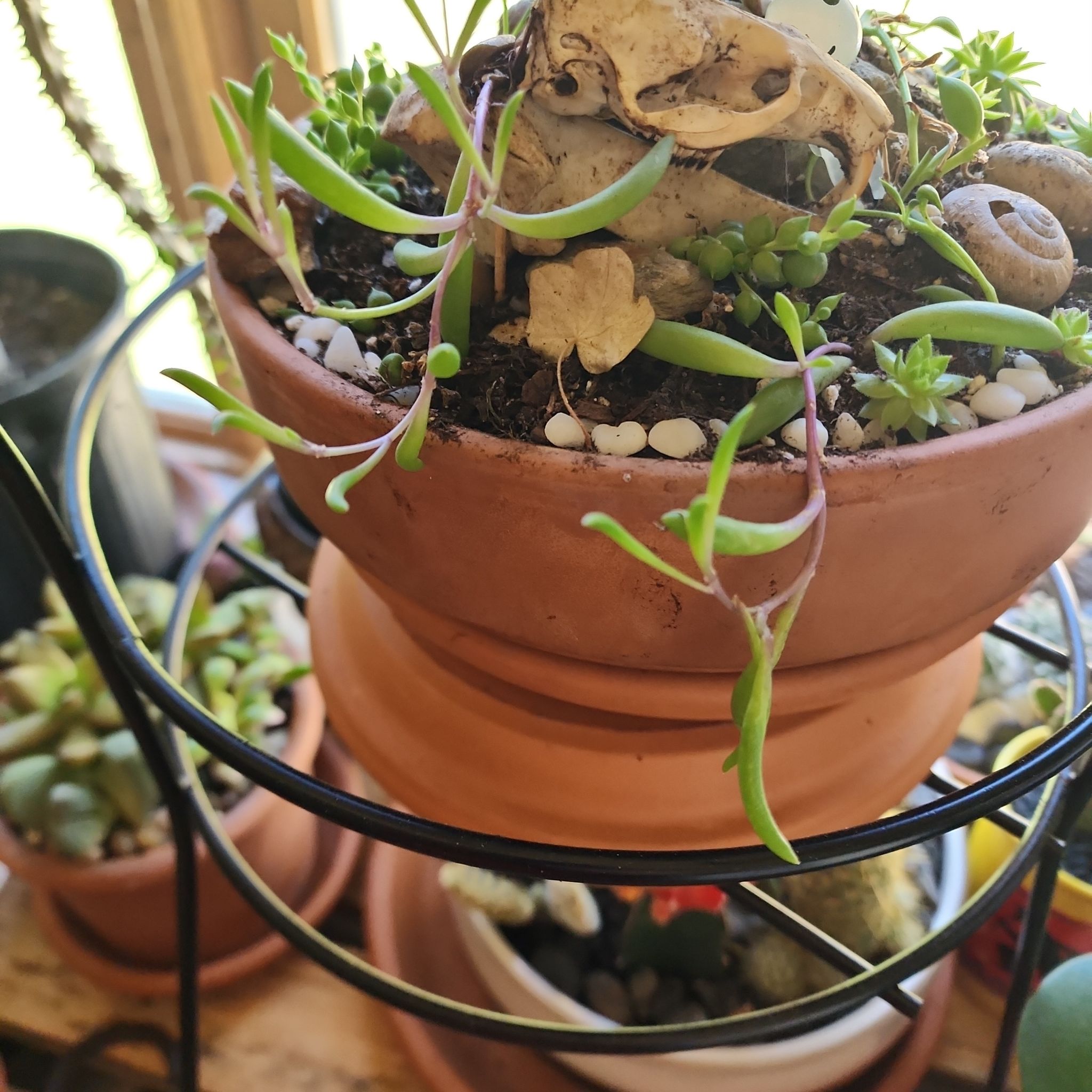 Soil Recommendations for String of Rubies