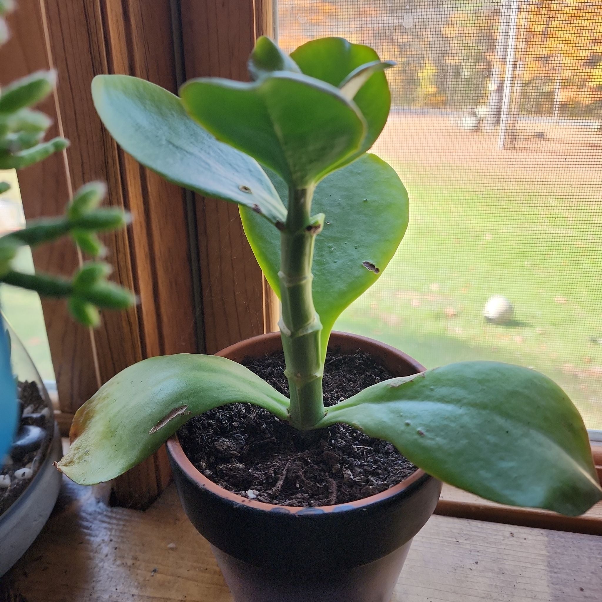 🐉 Why Is My Dragonfire Kalanchoe Not Doing Well?