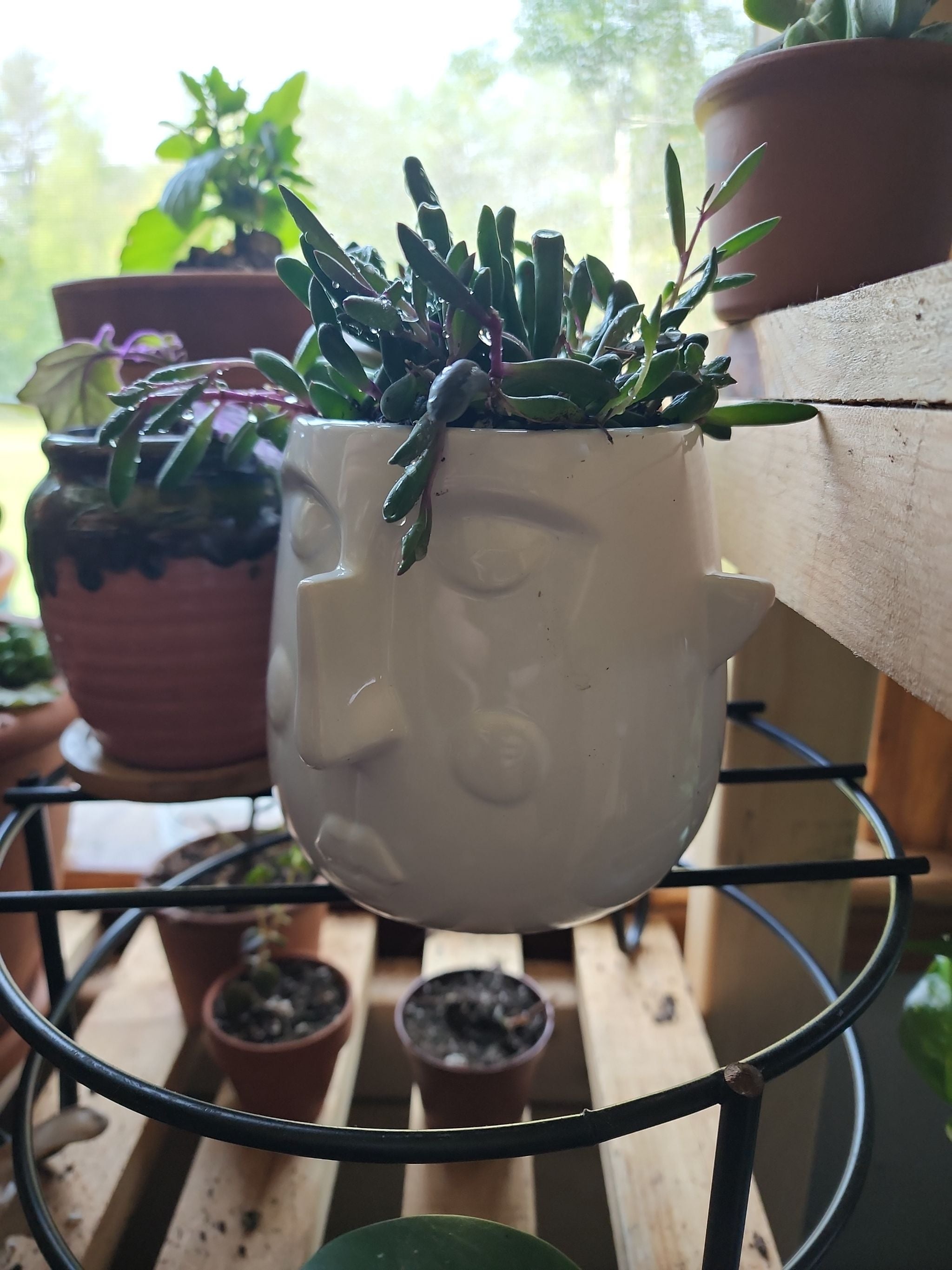 Ogre Ears Care 101: Water, Light & Growing Tips