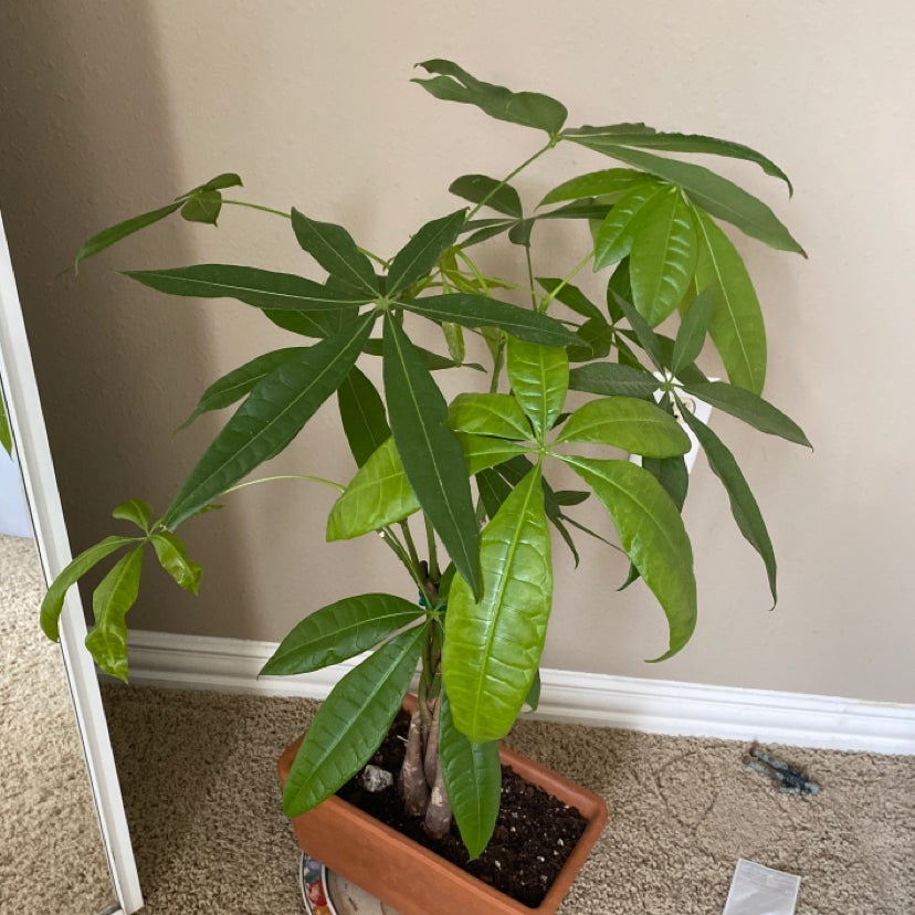 Zeus | A plant by @ParamountPandan on Greg