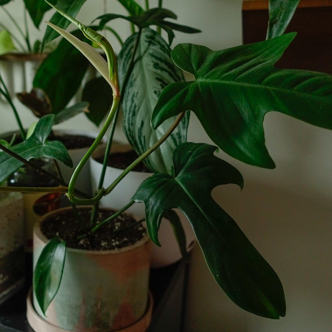 What Does It Mean When Philodendron 'Florida' Blooms?